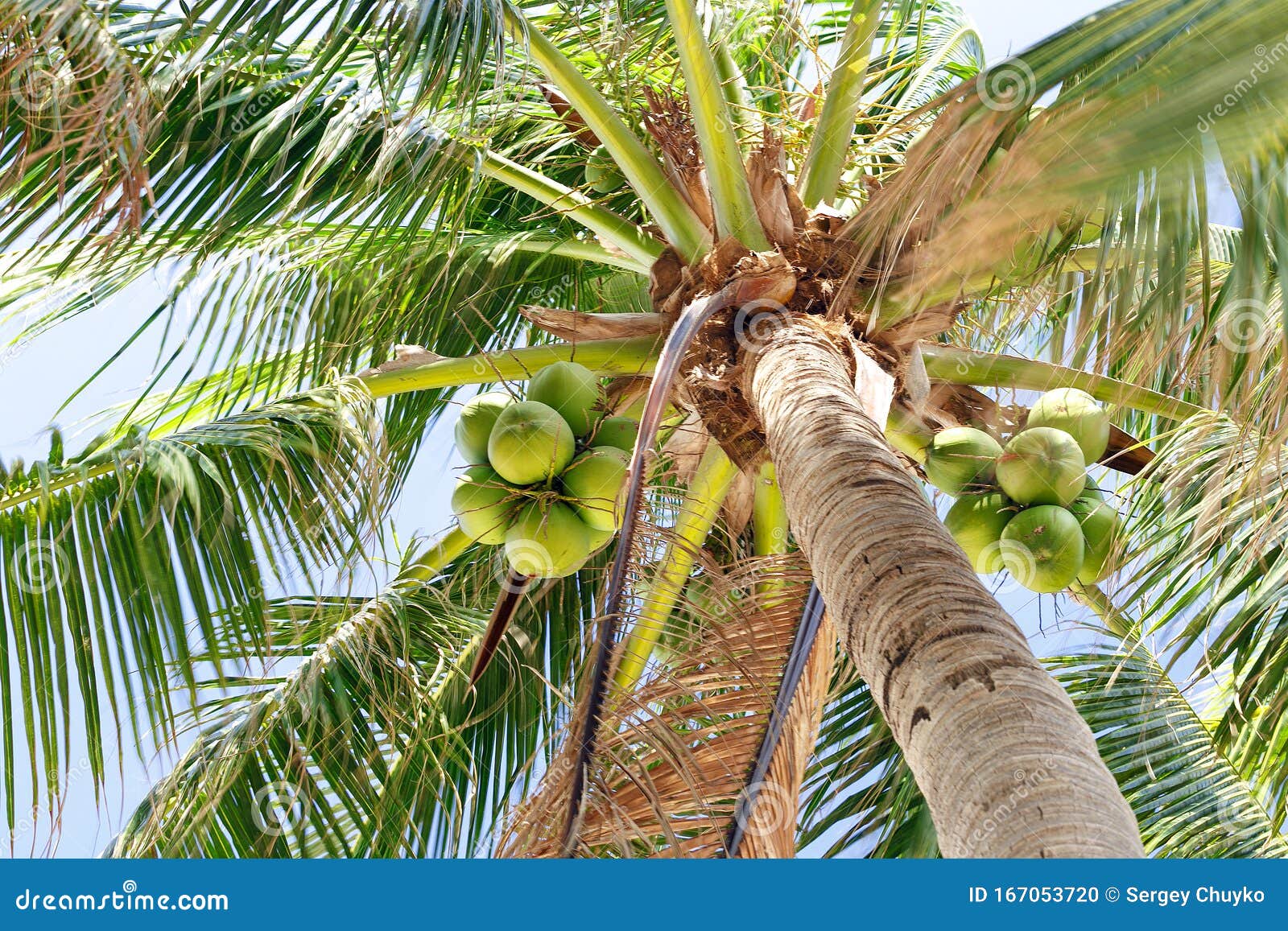 Beautiful Tropical Palm Tree with Coconuts. Stock Photo - Image of ...