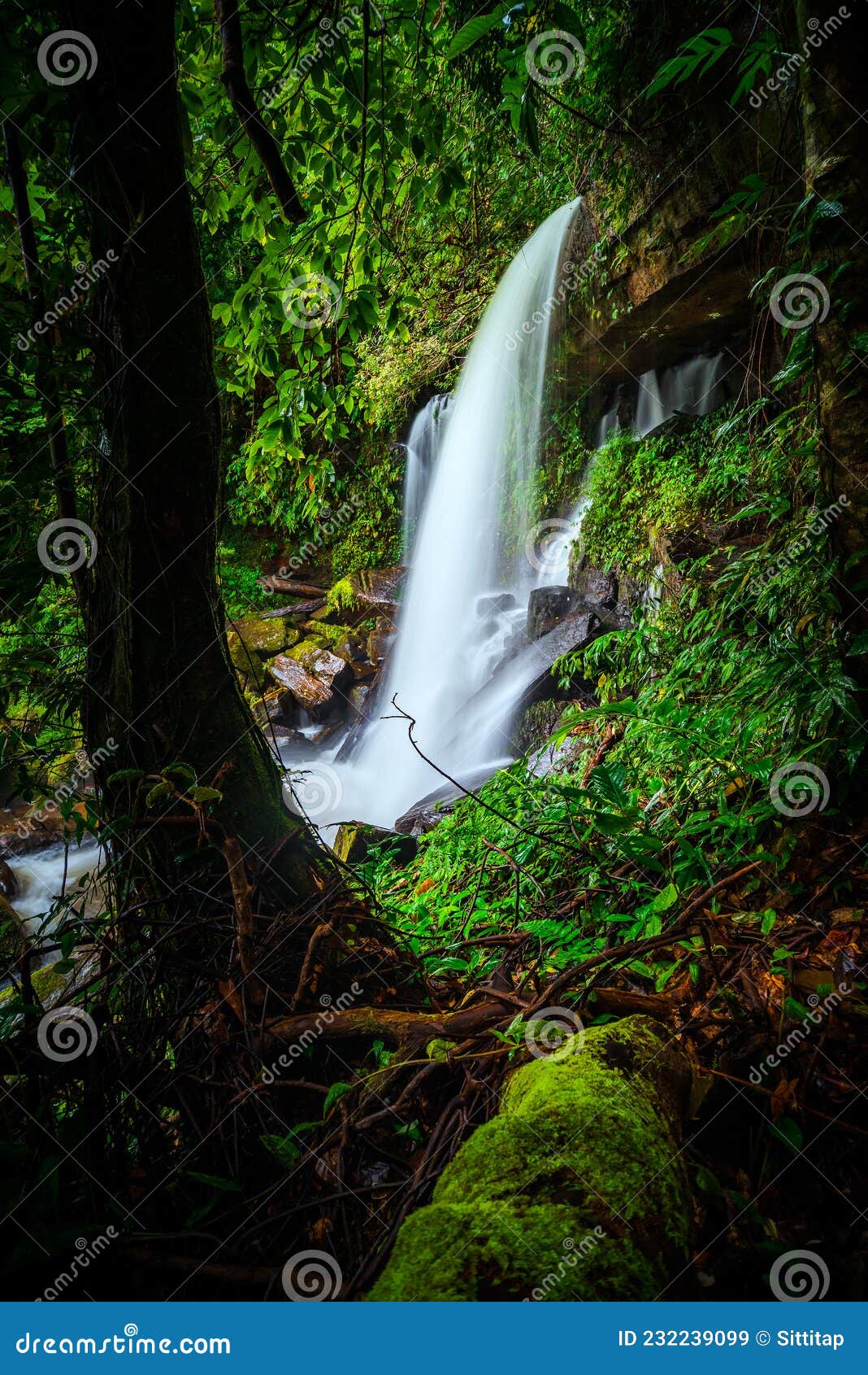 Beautiful Tropical Rainforest Pictures