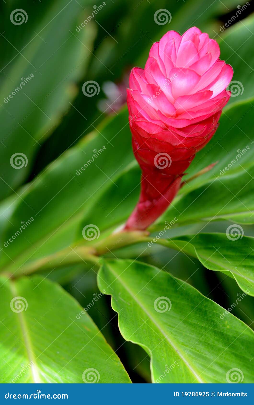 Beautiful Tropical Red Ginger Flower Stock Image - Image of island ...