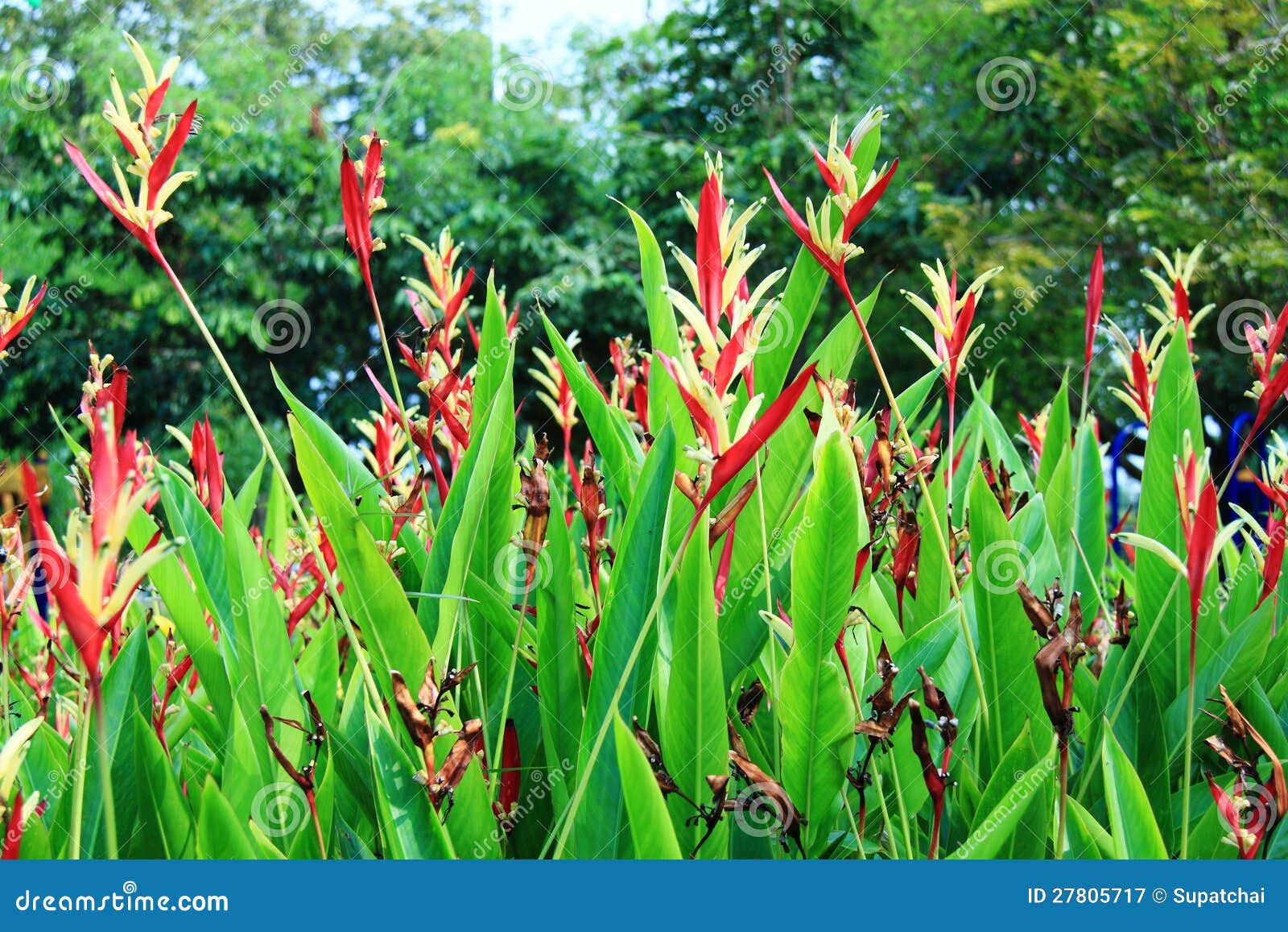 A Beautiful Tropical Red Ginger Flower Stock Image - Image of foliage ...