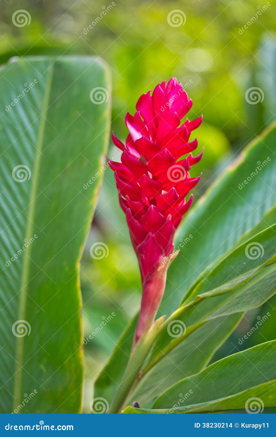 A Beautiful Tropical Red Ginger Flower Stock Photo - Image of foliage ...