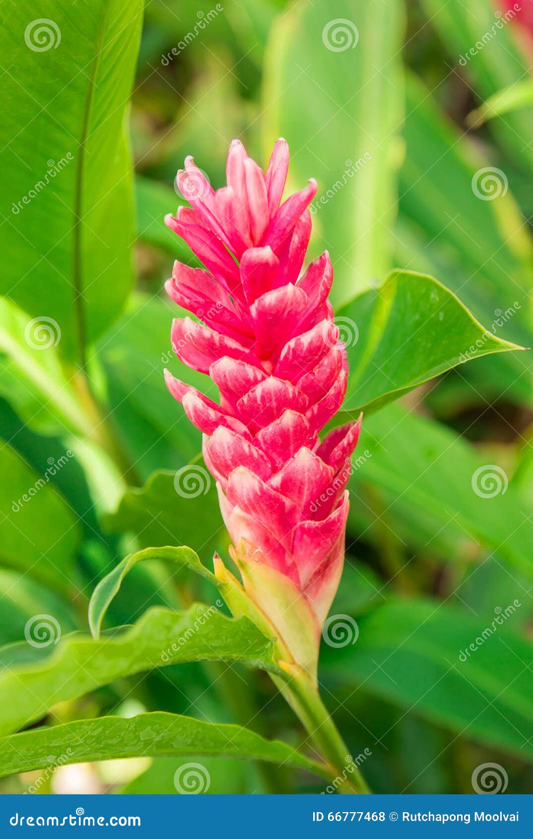 A Beautiful Tropical Red Ginger Flower Stock Photo - Image of alpinia ...