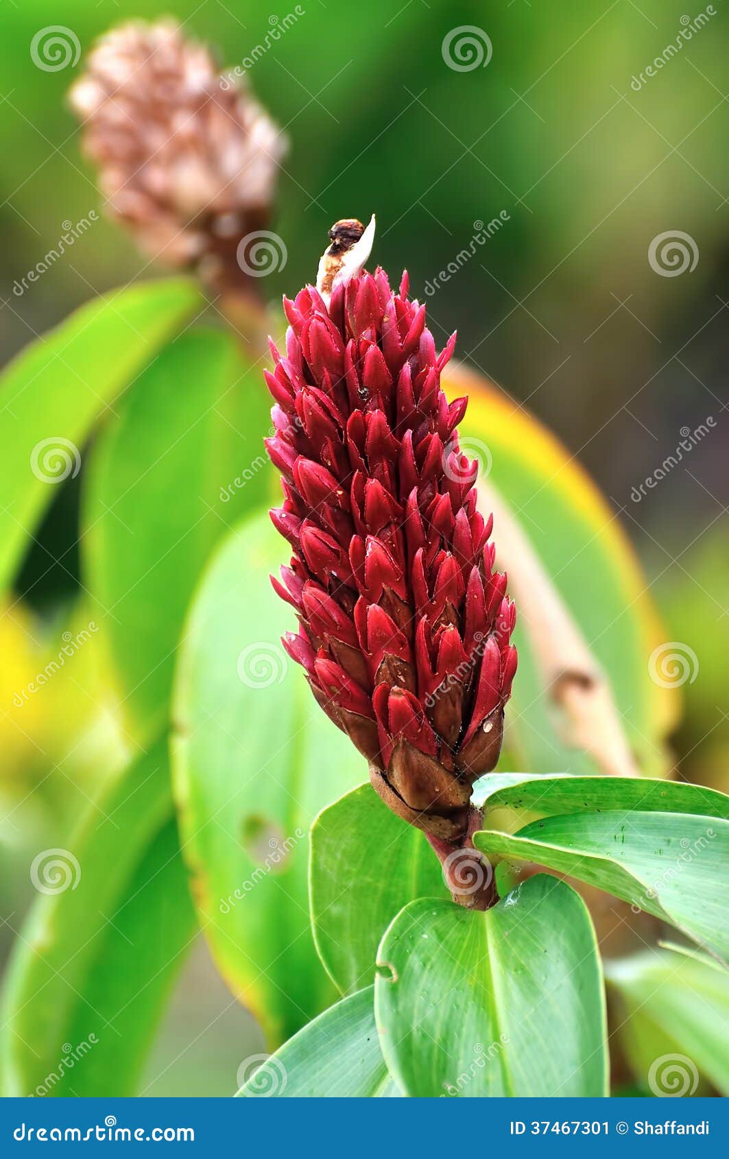 A Beautiful Tropical Red Ginger Flower Stock Image - Image of green ...