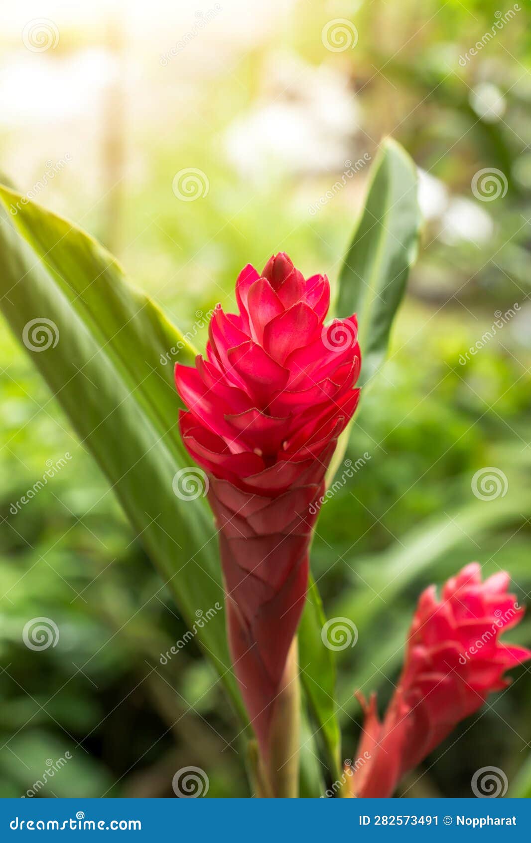 Beautiful Tropical Red Ginger Flower Stock Image - Image of green ...
