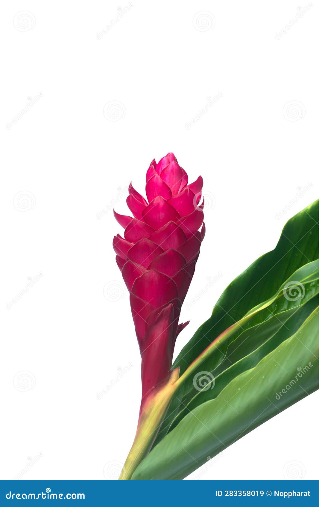 Beautiful Tropical Red Ginger Flower on Isolate White Background Stock ...