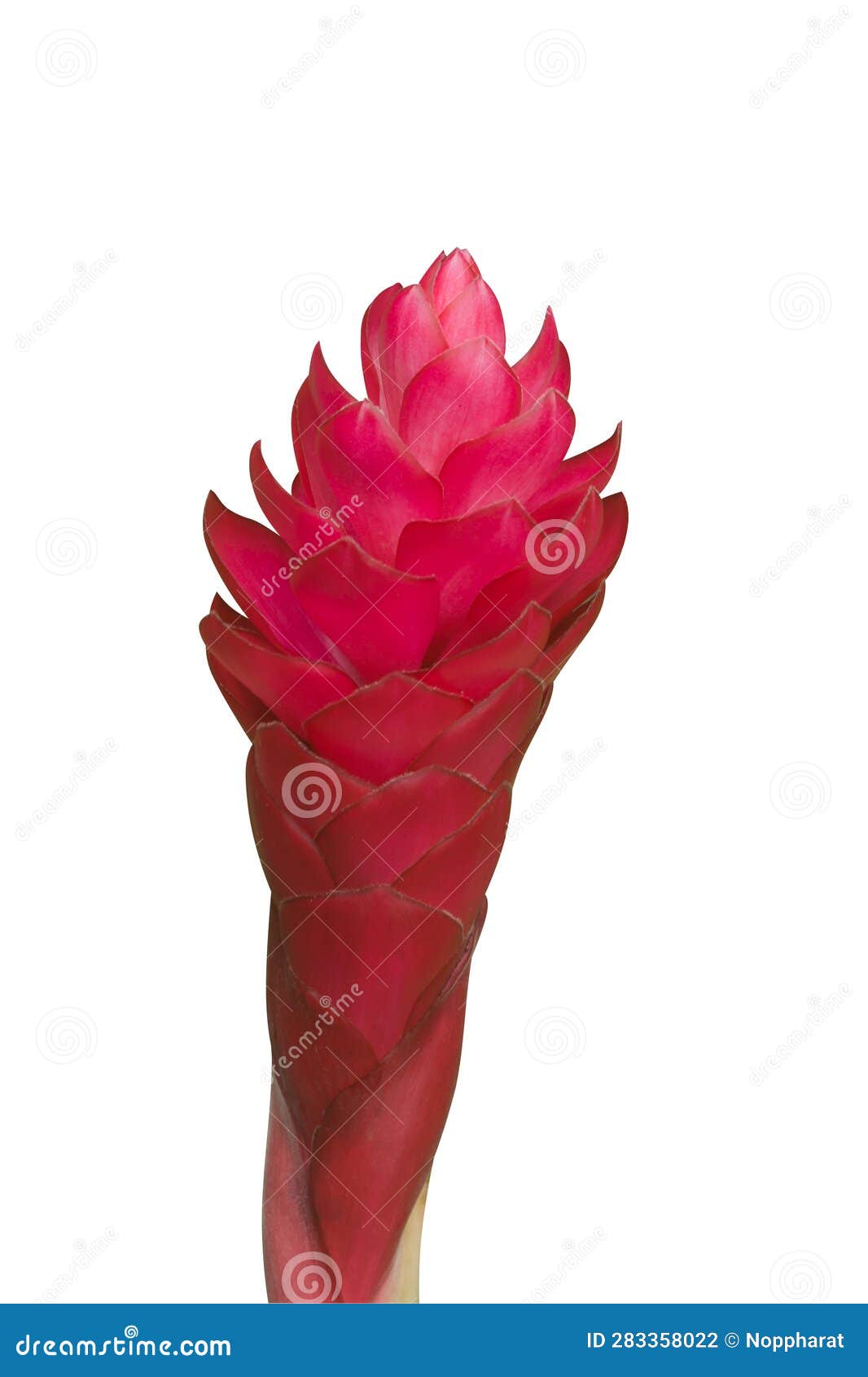 Beautiful Tropical Red Ginger Flower on Isolate White Background Stock ...