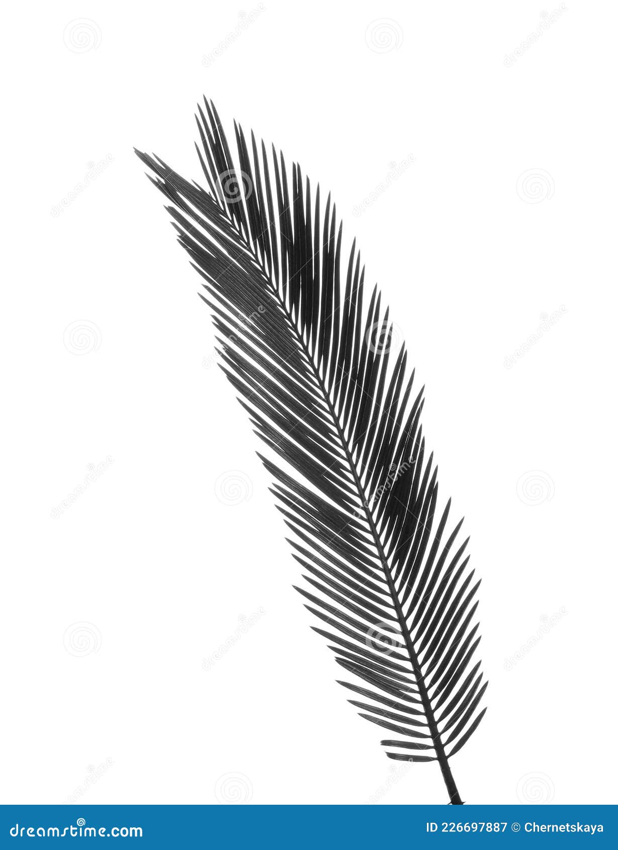 Tropical Sago Palm Leaf. Curly Buds Of A Cycad Japanese Sago Palm ...