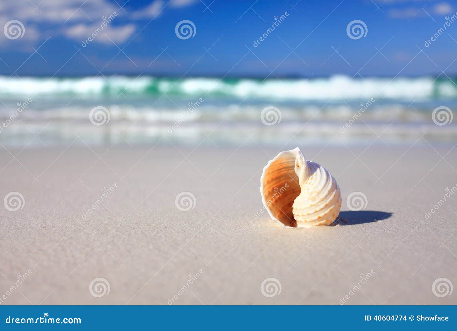 Beautiful Tropical Shell on the Beach Vacation Stock Photo - Image of ...
