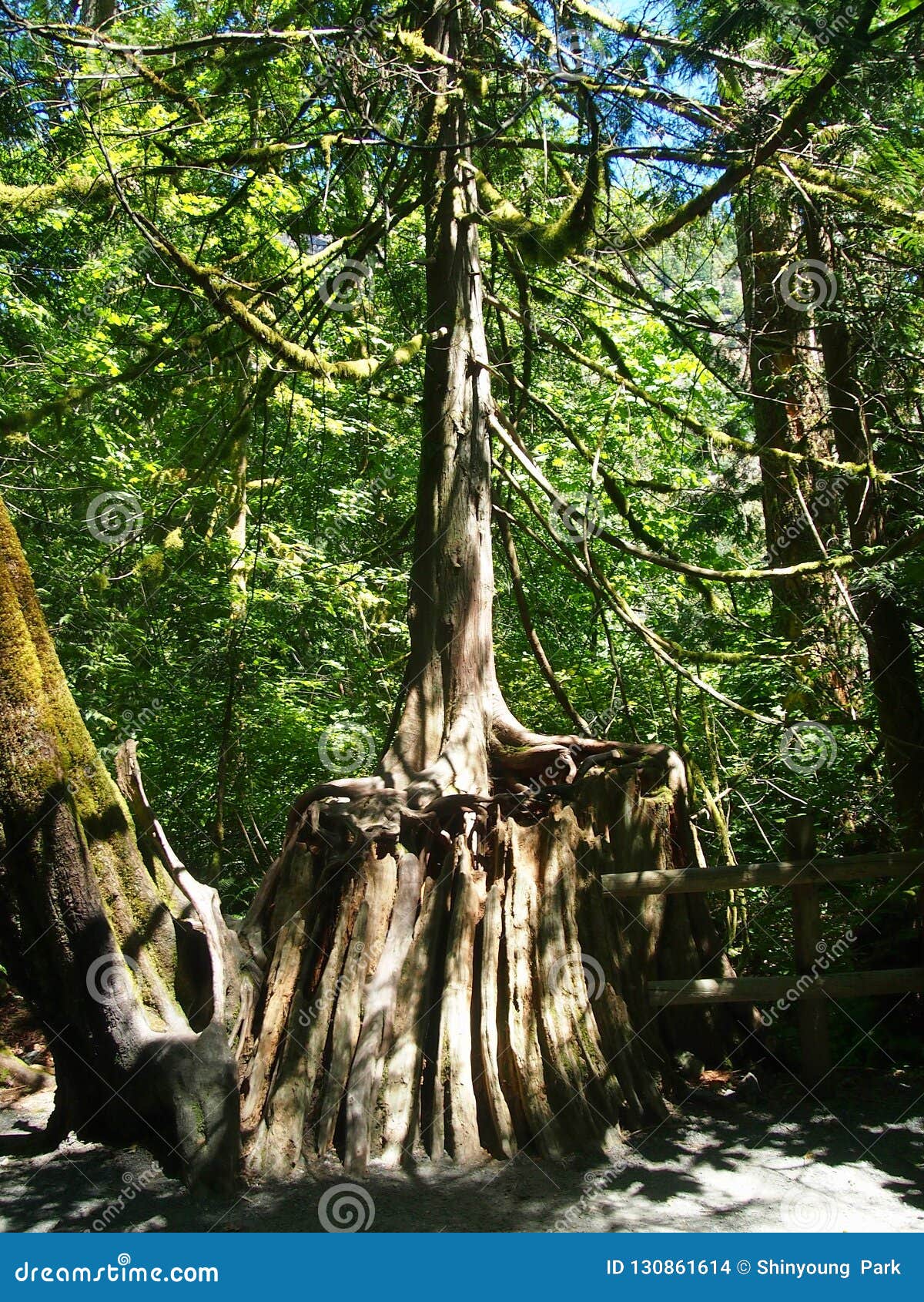 Impressing Examle For Buttress Root Of A Shallowly Rooted Tree Redwood ...