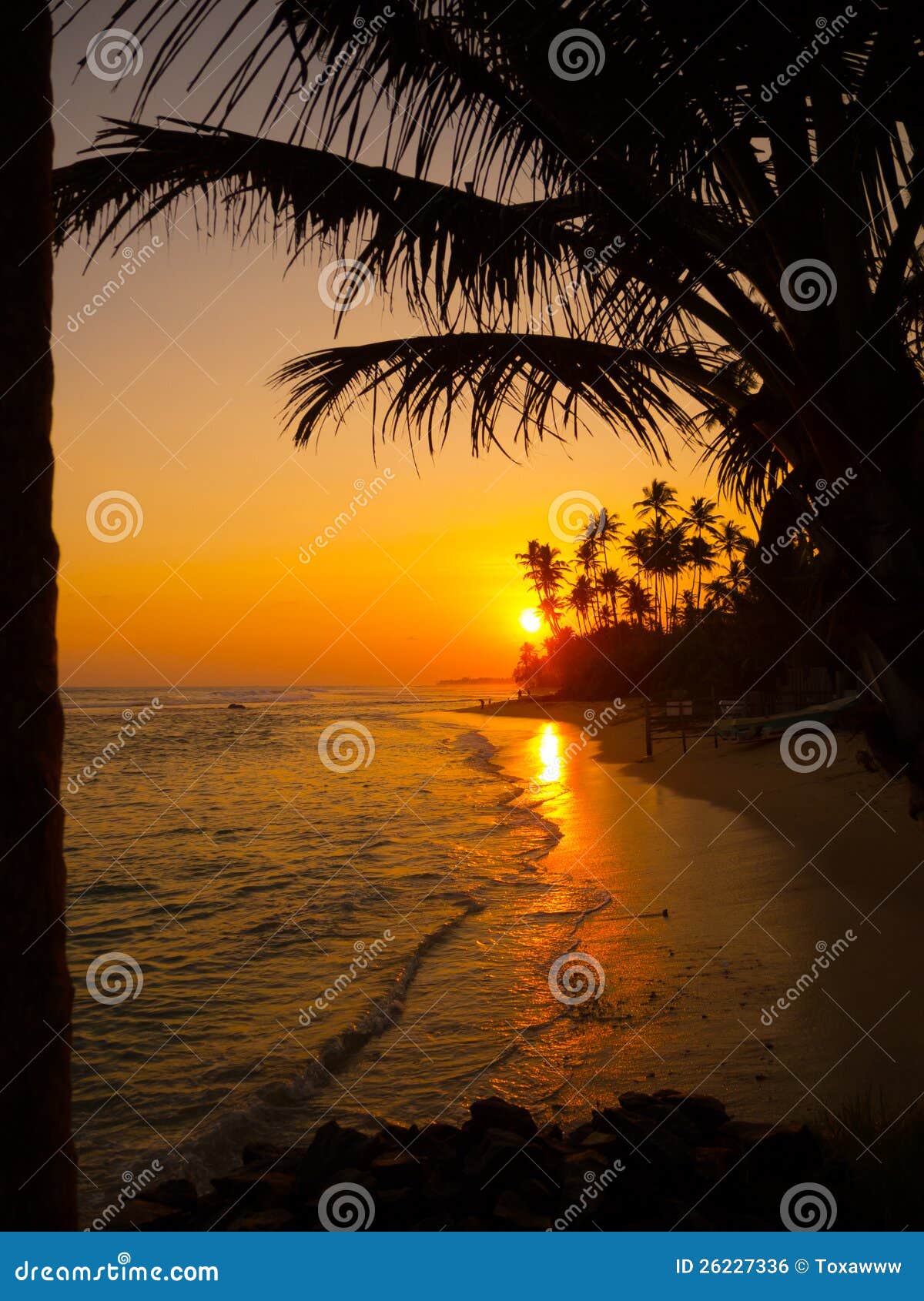 Beautiful tropical sunset stock photo. Image of branch - 26227336
