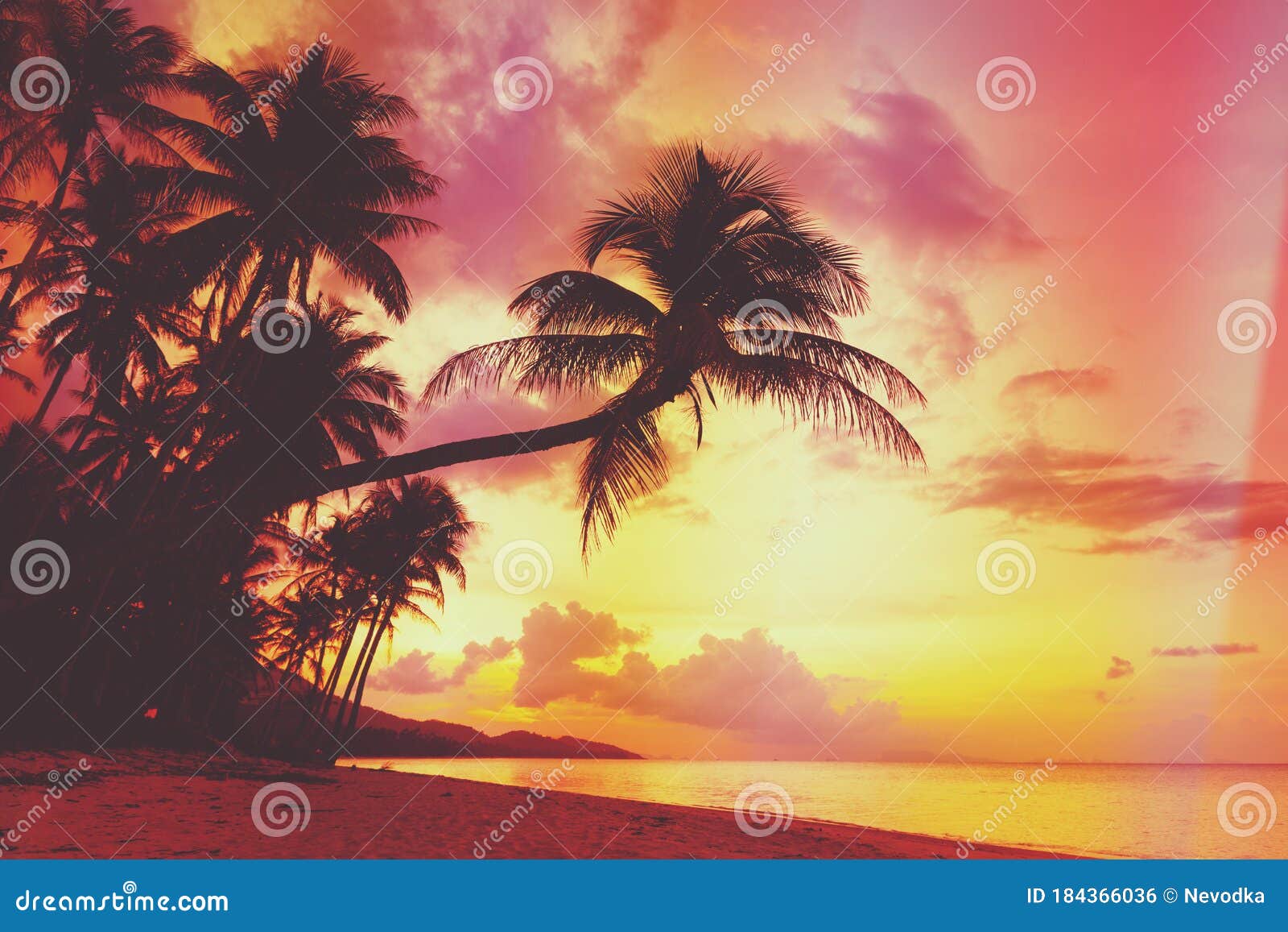 Beautiful Tropical Sunset with Palm Trees Silhouette at Beach Stock ...