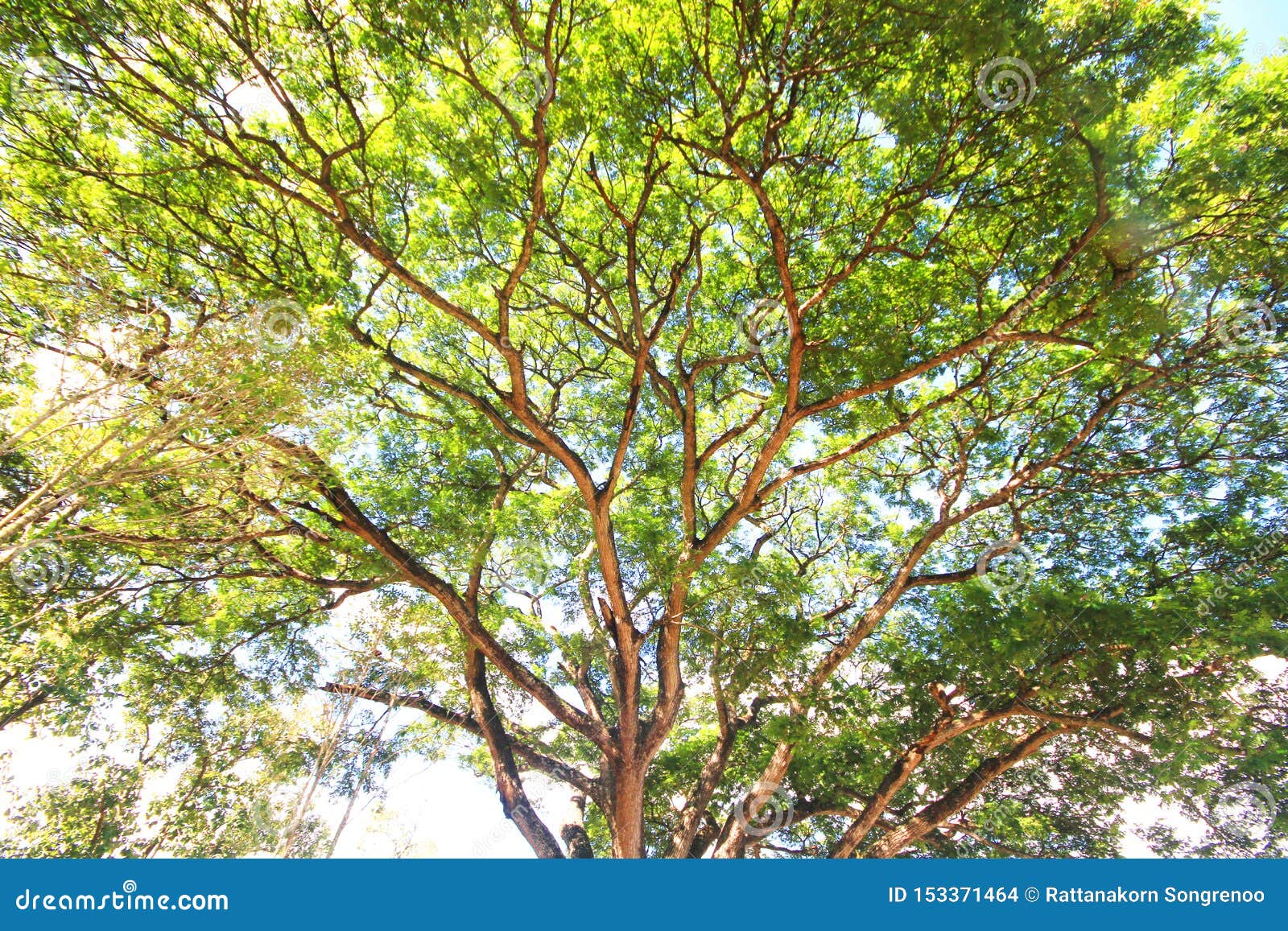 Beautiful Tropical Tree Branches Stock Photo - Image of jungle ...