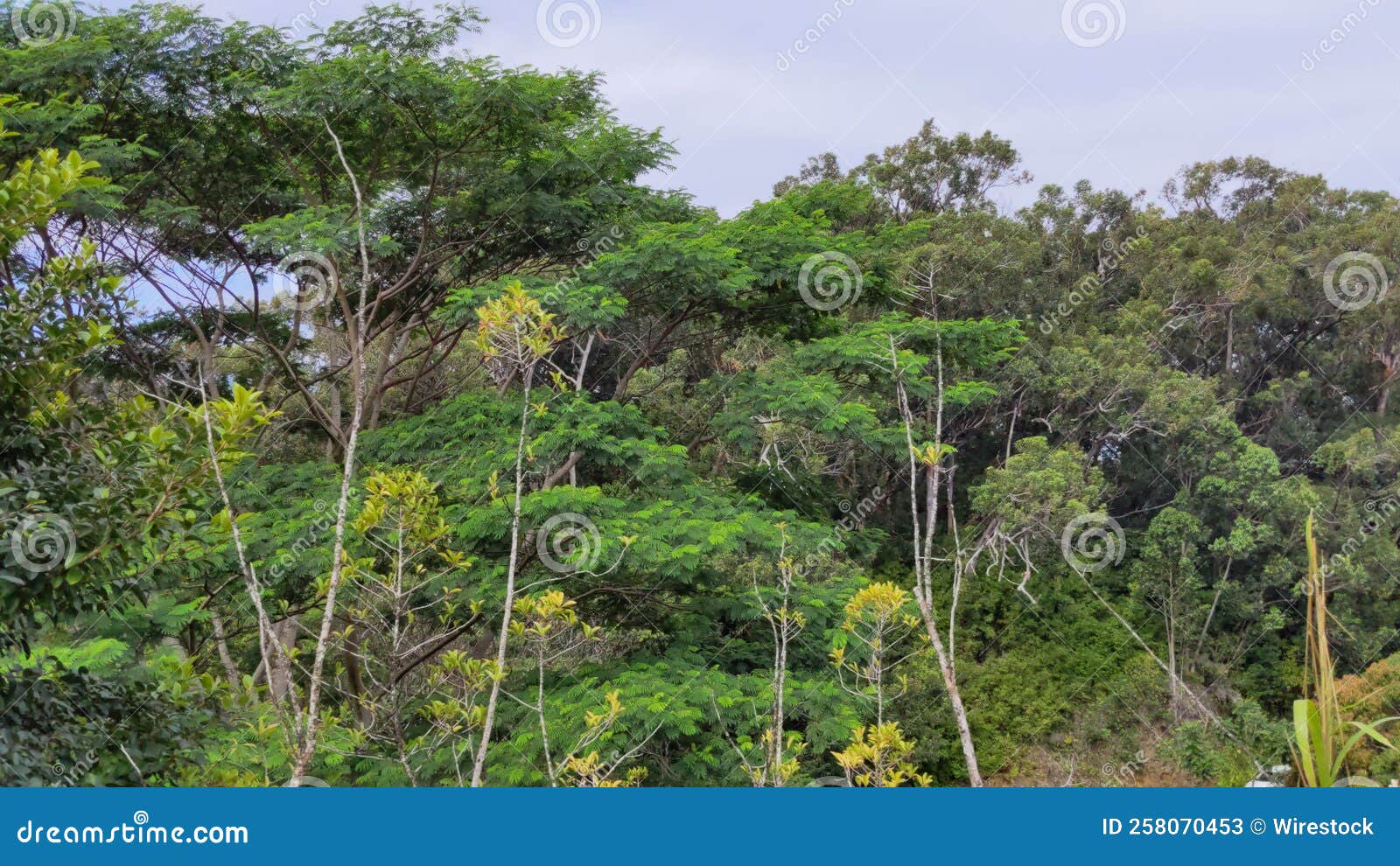 Beautiful Tropical Trees of a Volcanic Island Stock Image - Image of ...