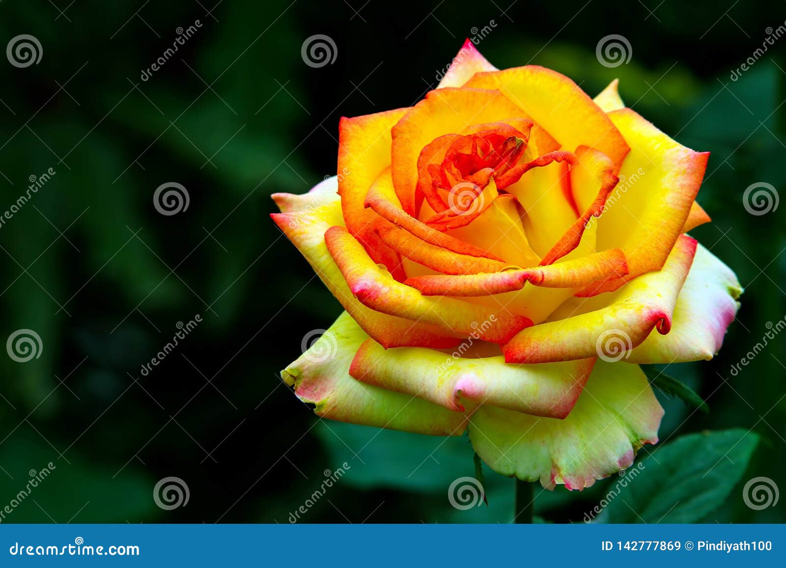 Beautiful Tropical Yellow Rose Close Up. Stock Image - Image of details ...