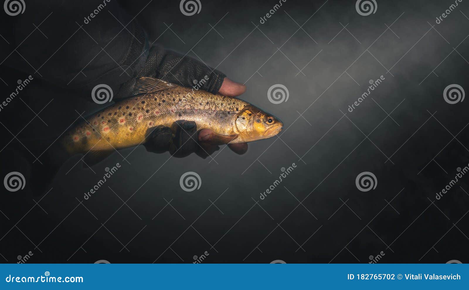 Beautiful Trout Close-up on a Dark Background Stock Photo - Image of ...