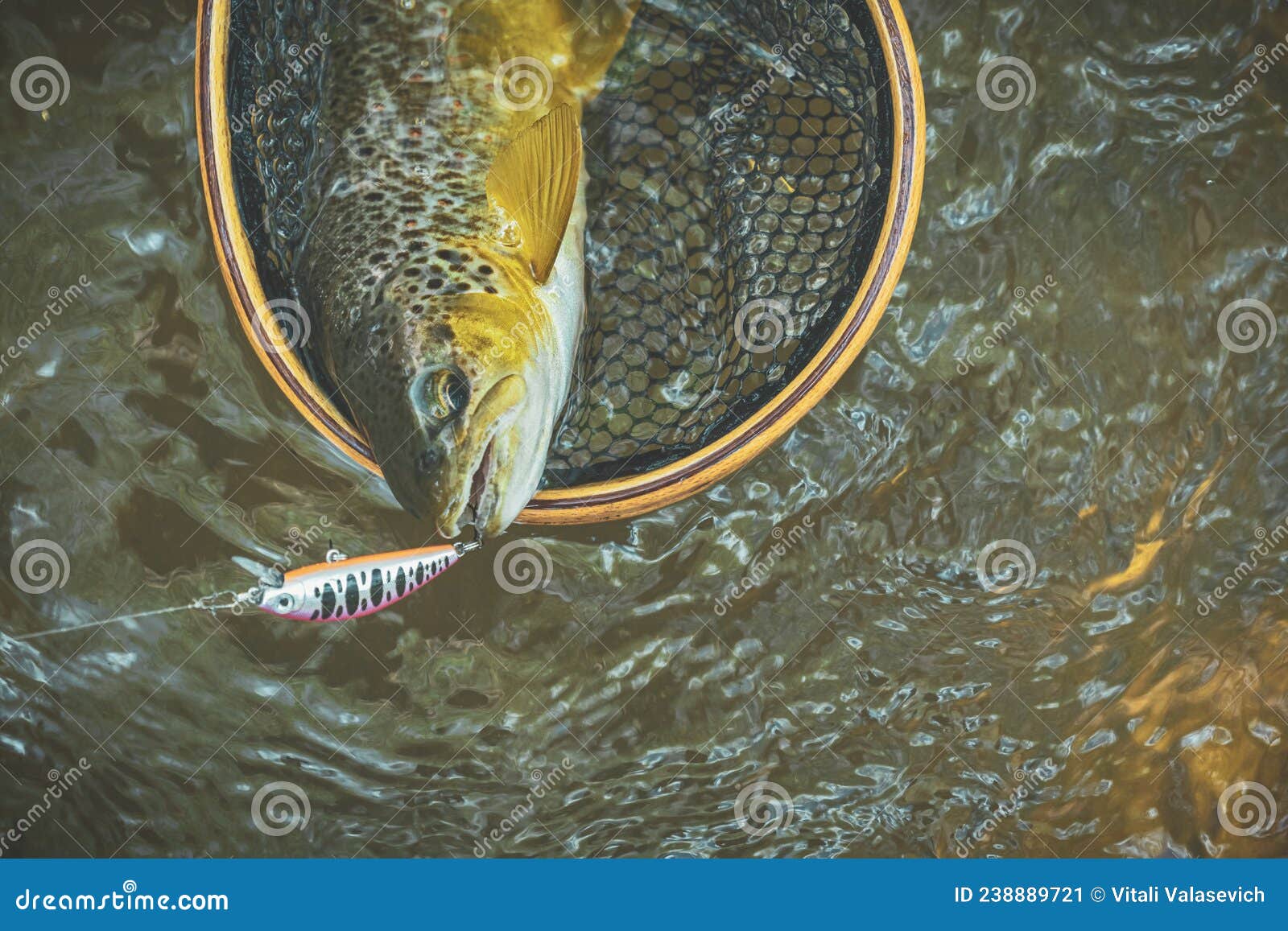 Beautiful Trout in a Fishing Net Stock Image - Image of trout, nature ...