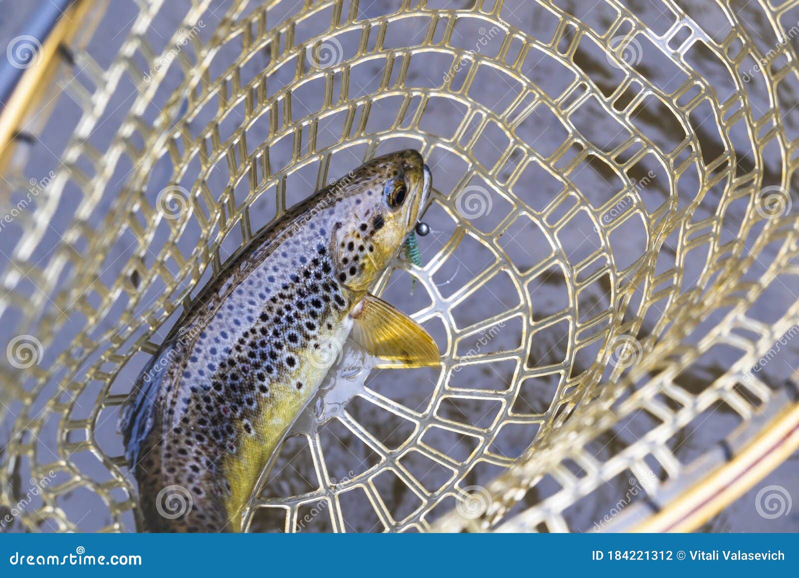 A Beautiful Trout in Landing Net Stock Photo - Image of landing ...