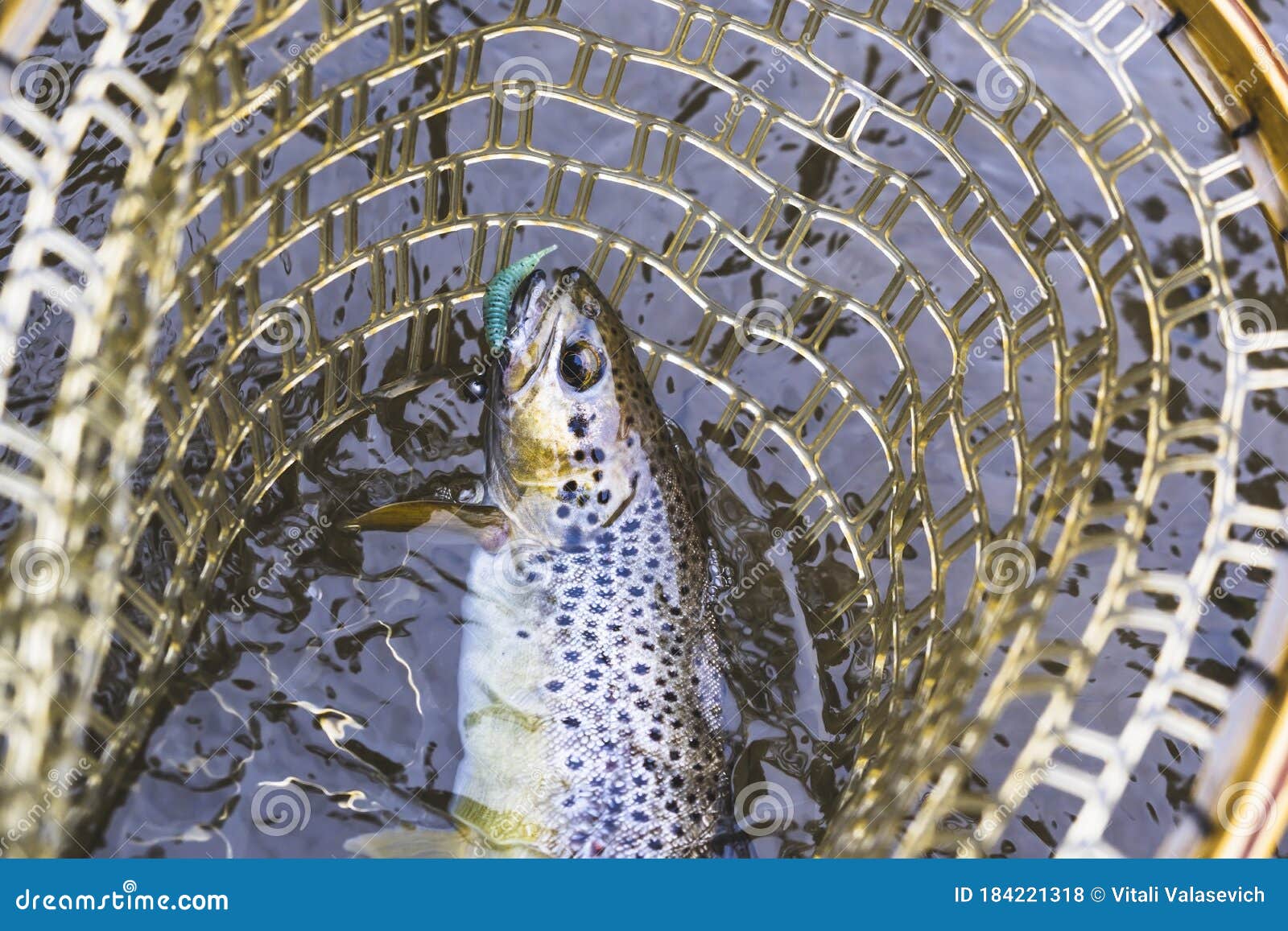 A Beautiful Trout in Landing Net Stock Photo - Image of landing, catch ...