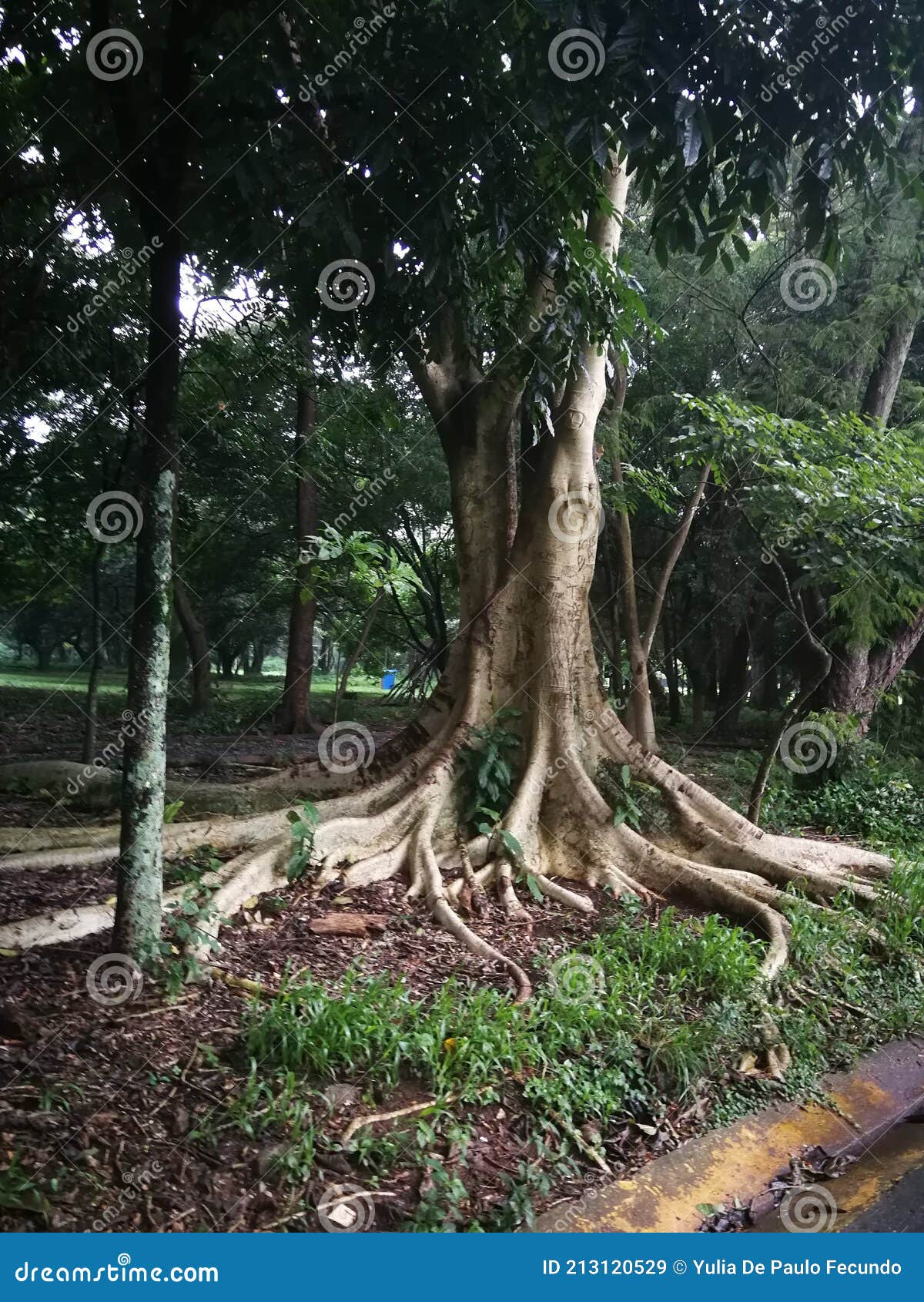 A Trunk Of A Rainforest Tree Stock Image | CartoonDealer.com #213120529