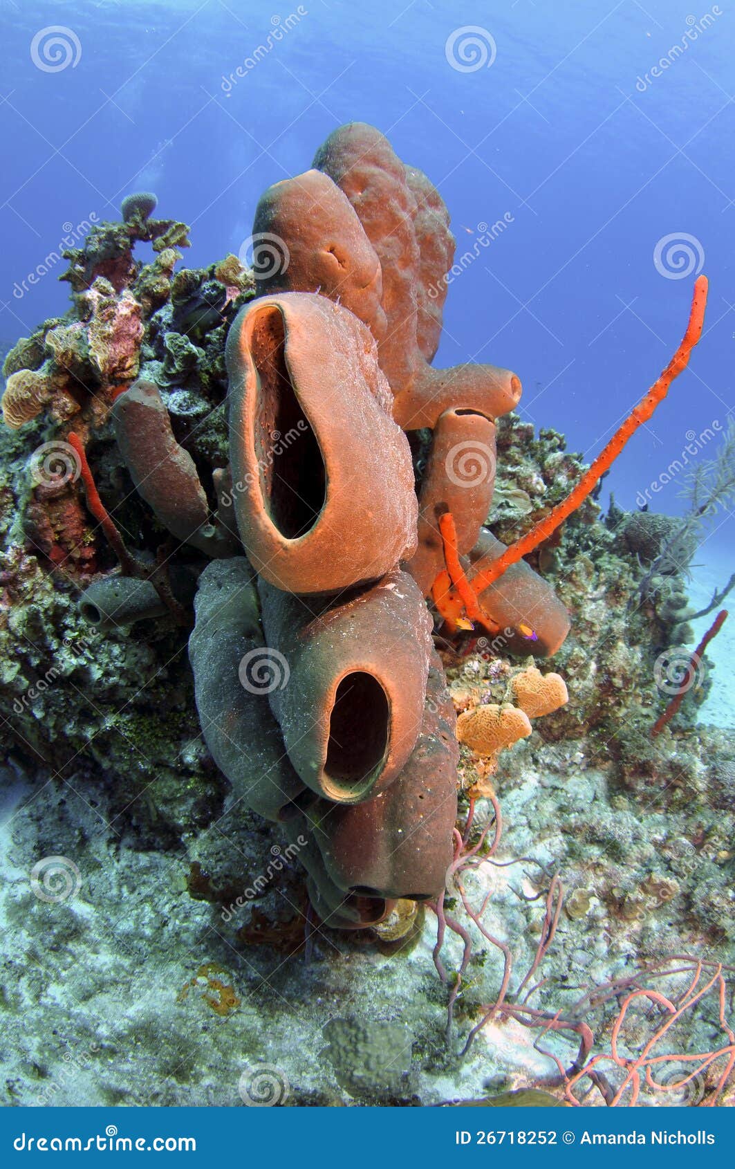 Beautiful Tube Sponges stock photo. Image of blue, relaxing - 26718252