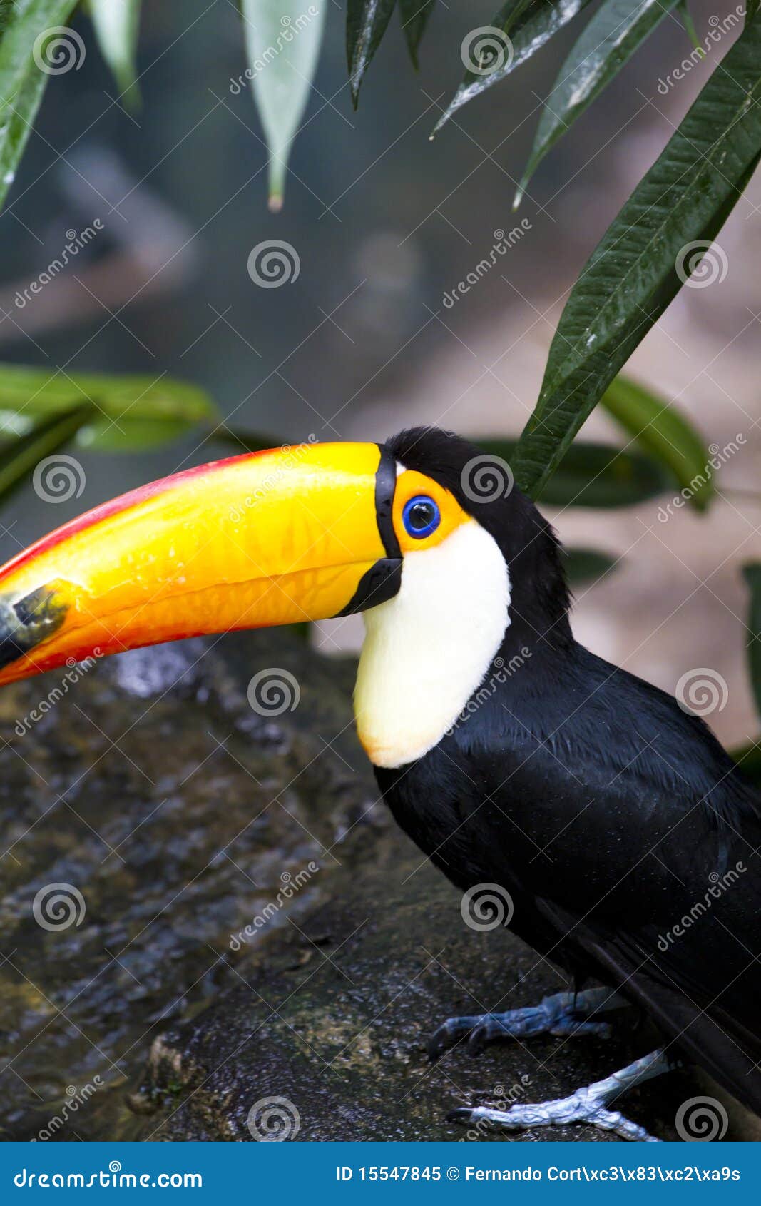 Beautiful tucan stock image. Image of natural, brazil - 15547845