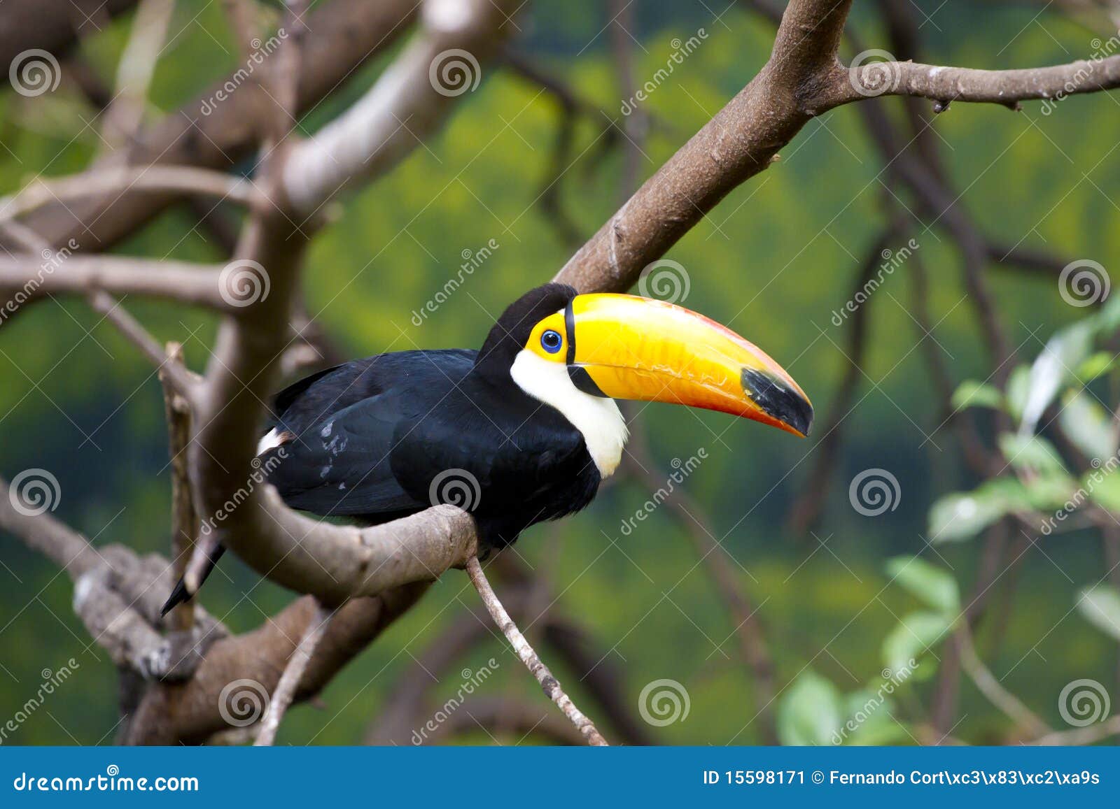 Beautiful tucan stock image. Image of jungle, colourful - 15598171