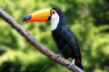 Beautiful Tucan stock image. Image of colourful, colours - 1734463