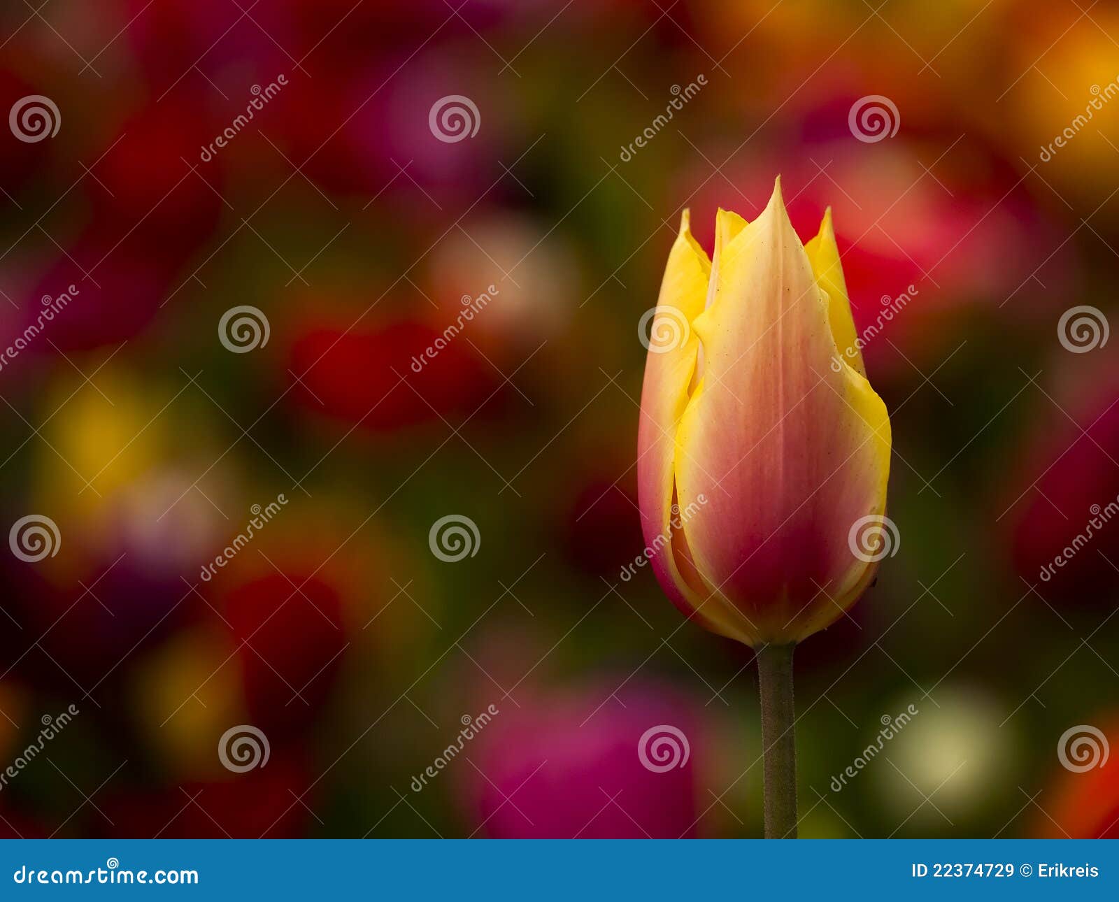 Beautiful tulip stock image. Image of close, outdoors - 22374729