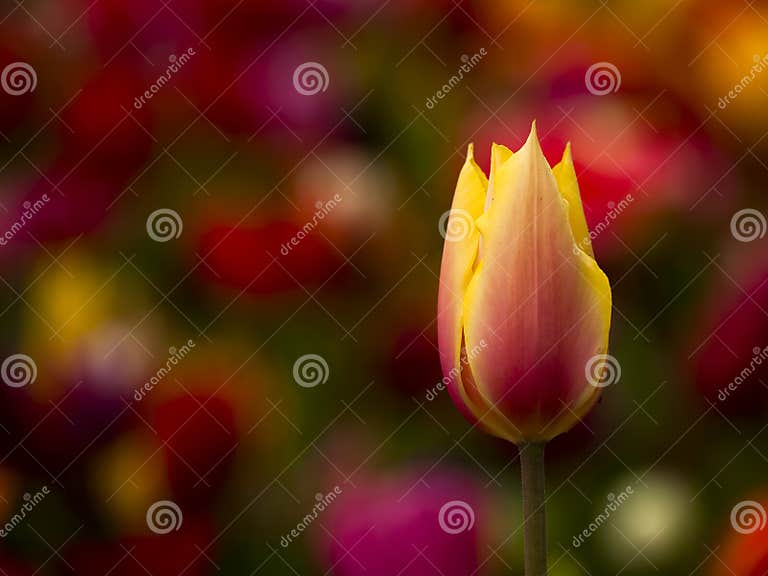 Beautiful tulip stock image. Image of close, outdoors - 22374729