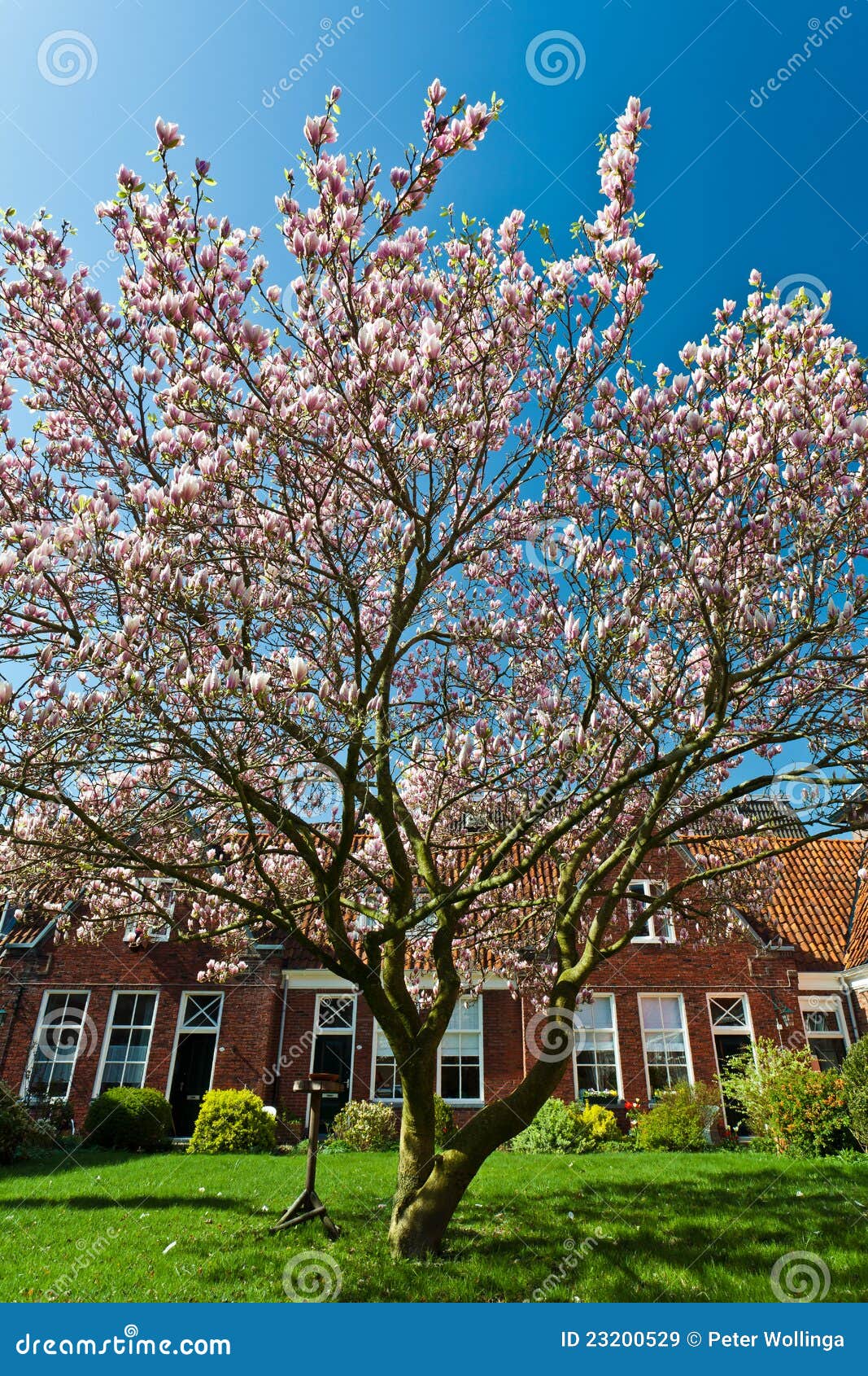 Beautiful Tulip Blossom Trees in Bloom Stock Image - Image of dutch ...