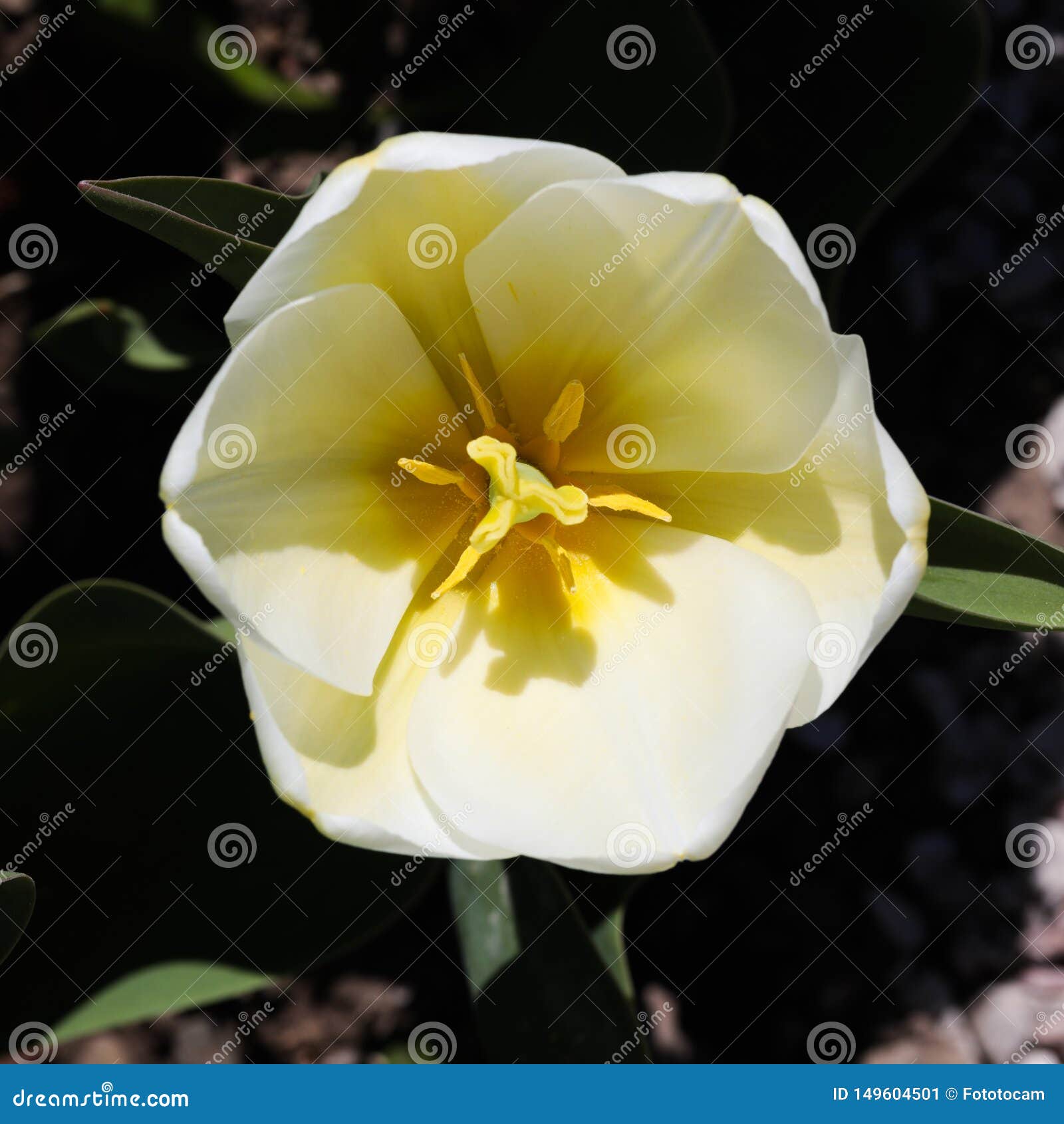 Beautiful Tulip Close Up View Nature Background Stock Image - Image of ...