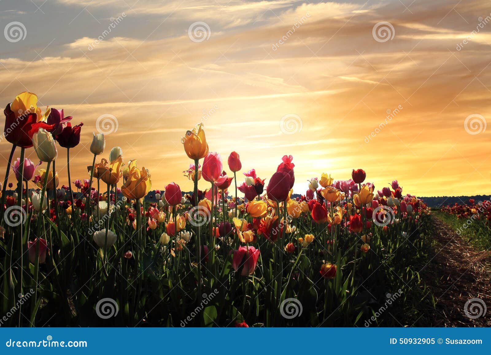 Beautiful Tulip Field at Sunset Stock Image - Image of shiny, dawn ...