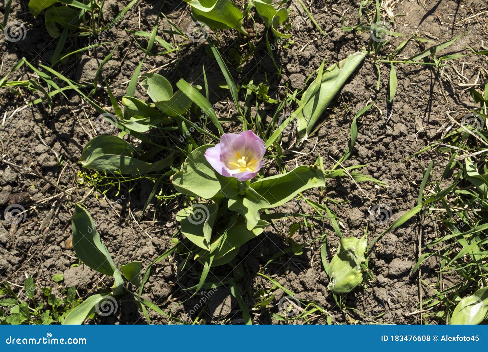 Beautiful Tulip Flower. View from Above Stock Photo - Image of bouquet ...