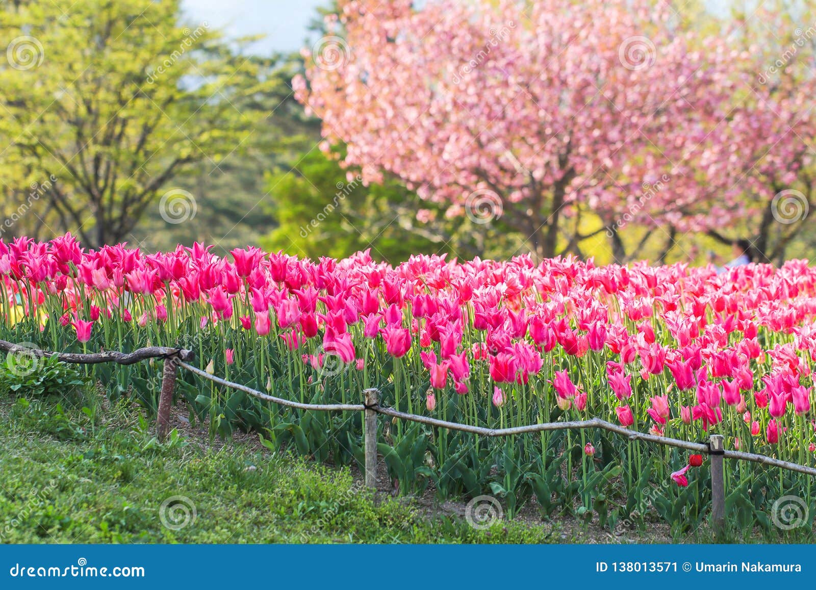 Beautiful Tulip , Flowers Blooming in Spring Day Stock Image - Image of ...