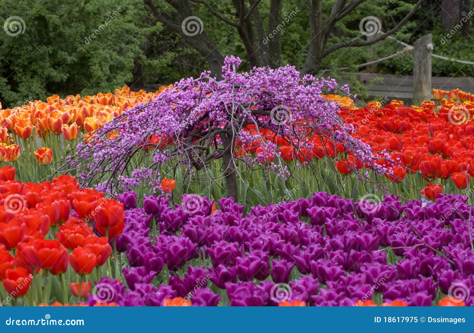 Beautiful Tulip Garden stock image. Image of bulb, green - 18617975