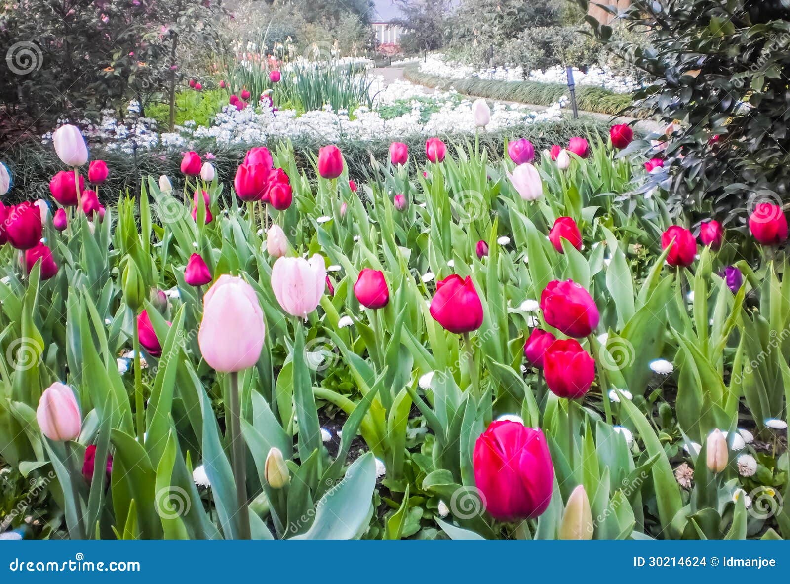 Beautiful Tulip in the Garden Stock Photo - Image of greenery, macro ...