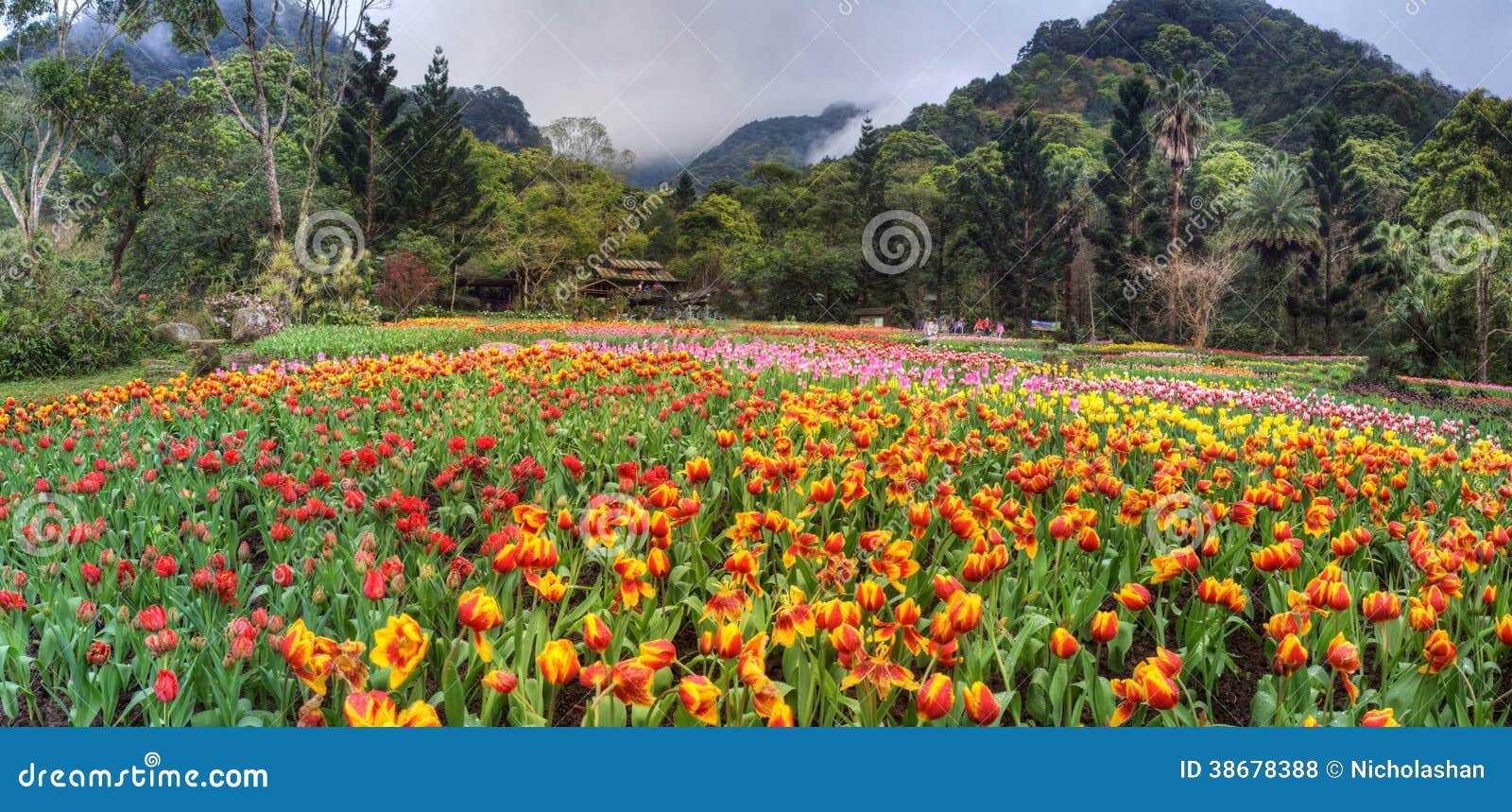 Beautiful tulip place stock photo. Image of fragility - 38678388