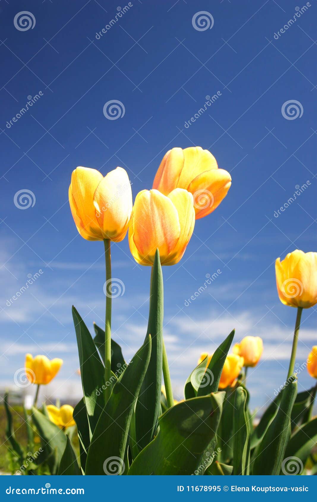 Beautiful tulips stock image. Image of group, field, isolated - 11678995