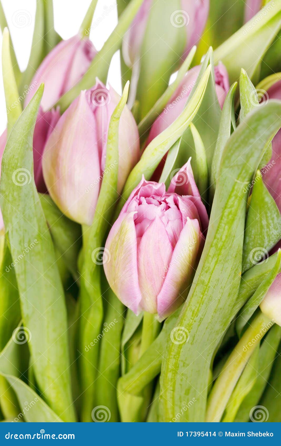 Beautiful tulips stock photo. Image of foliage, event - 17395414