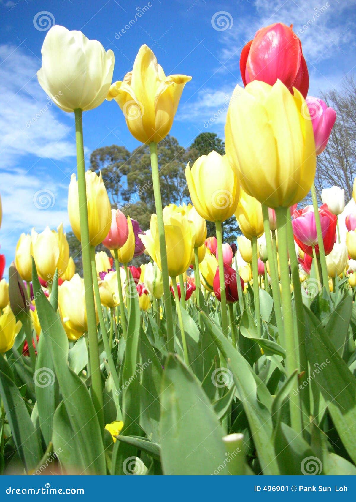 Beautiful Tulips stock image. Image of tulips, gardens - 496901