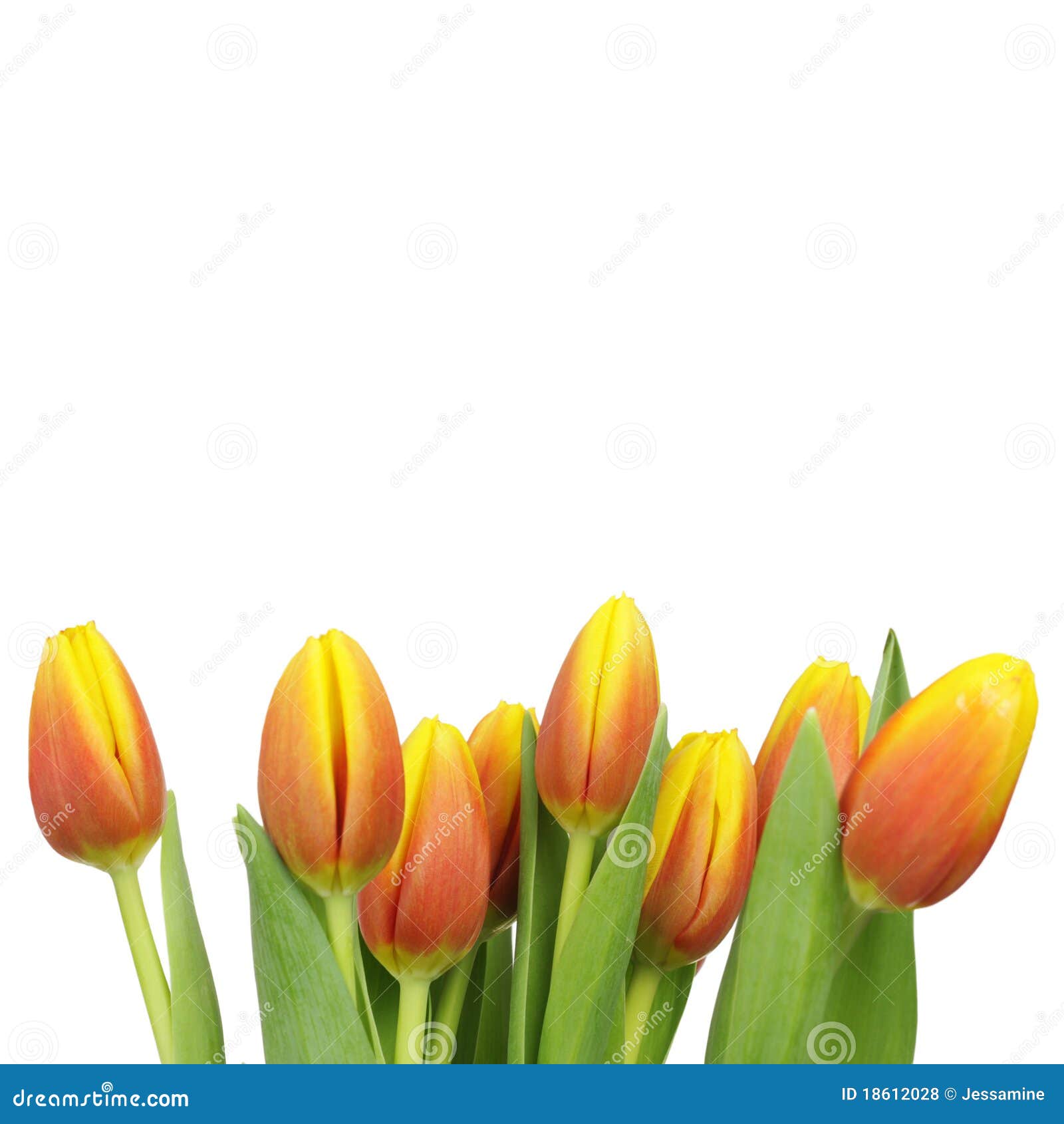 Beautiful Tulips with Copy Space Stock Photo - Image of spring, square ...