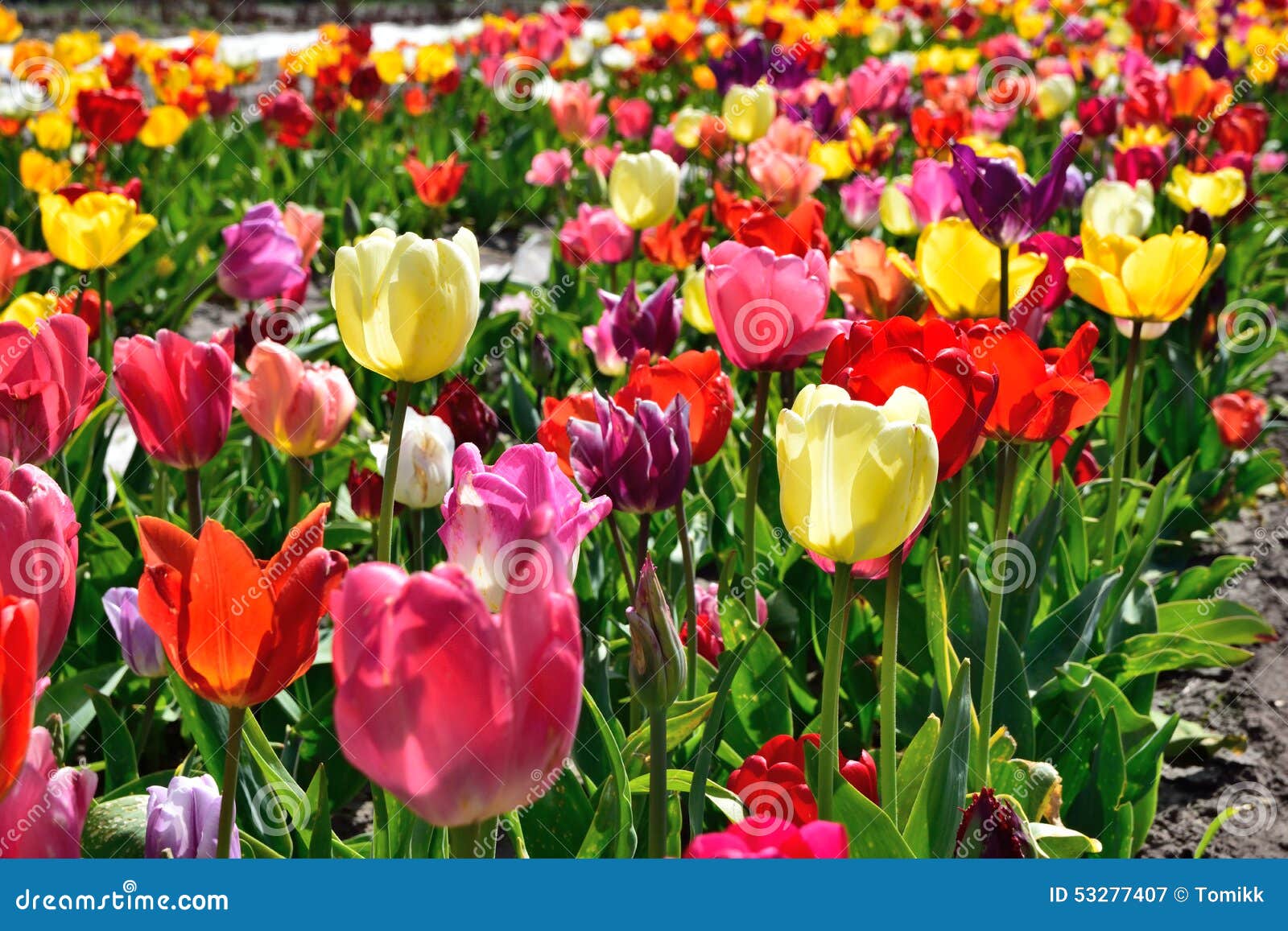 Beautiful Tulips Flower in Spring Time Stock Image - Image of formal ...