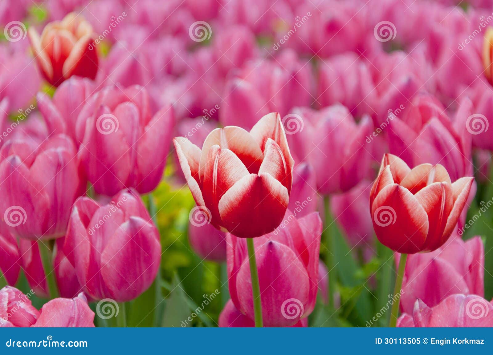 Turkish tulips stock image. Image of beauty, magenta - 30113505