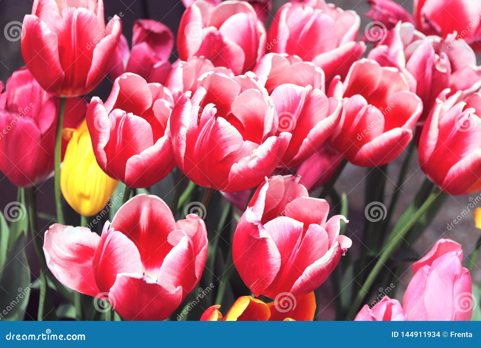 Beautiful Tulips of Red Color Stock Photo - Image of flowerbed, flower ...