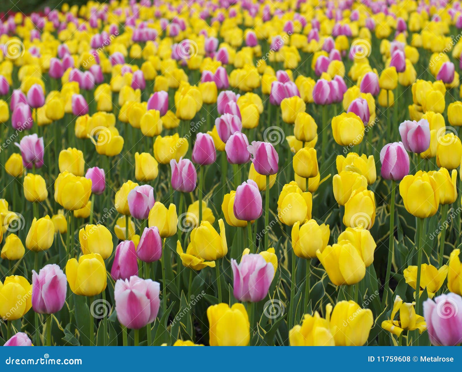 Beautiful tulips in spring stock photo. Image of spring - 11759608