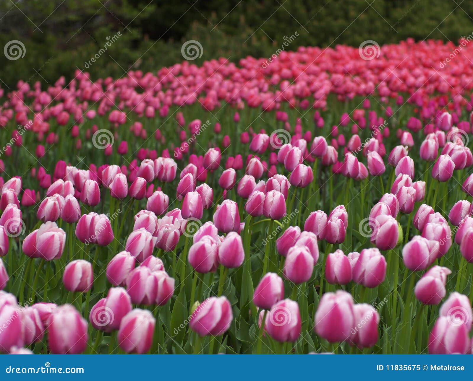 Beautiful tulips in spring stock image. Image of white - 11835675