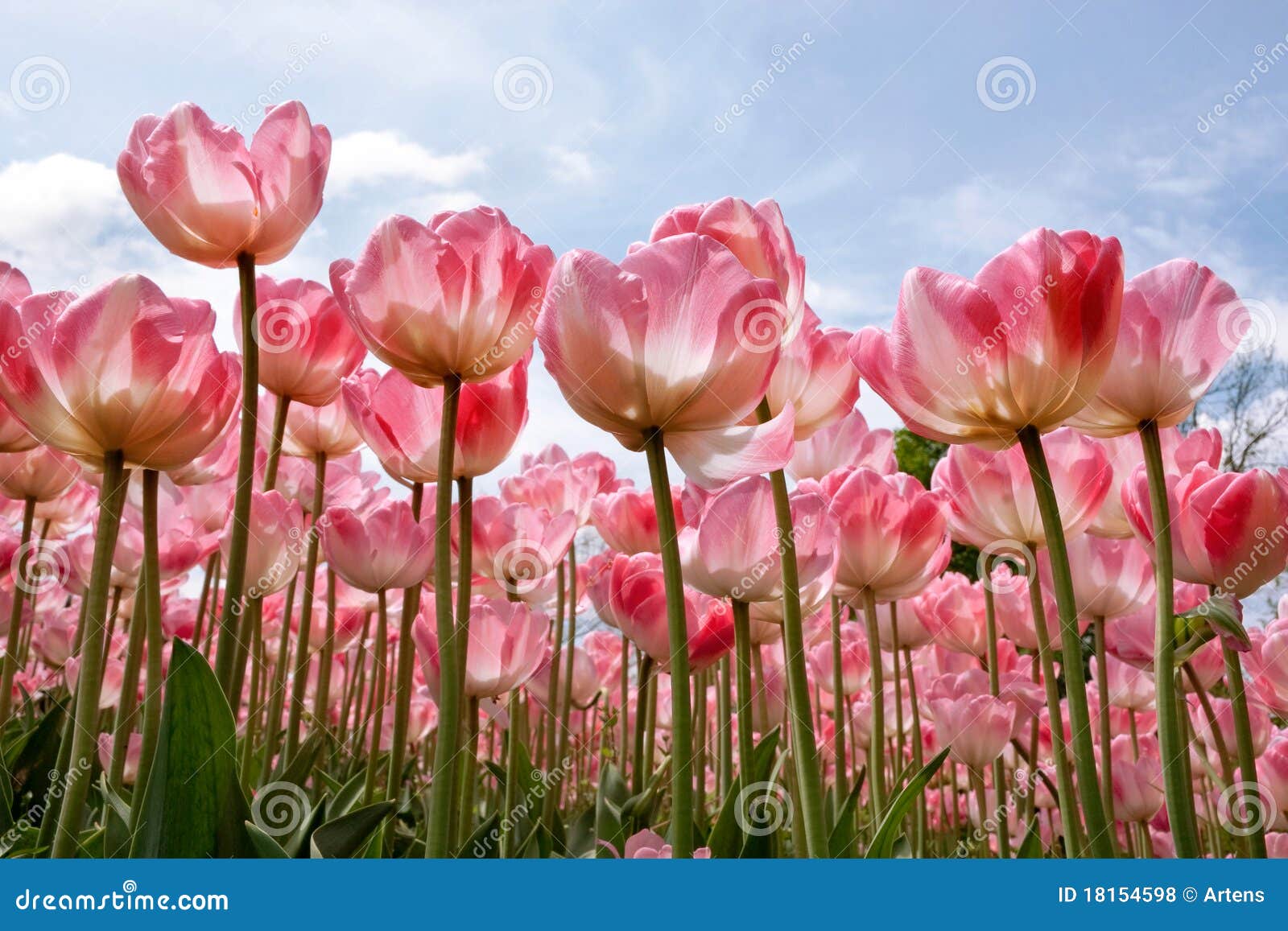 Beautiful Tulips in the Spring. Stock Photo - Image of green, spring ...