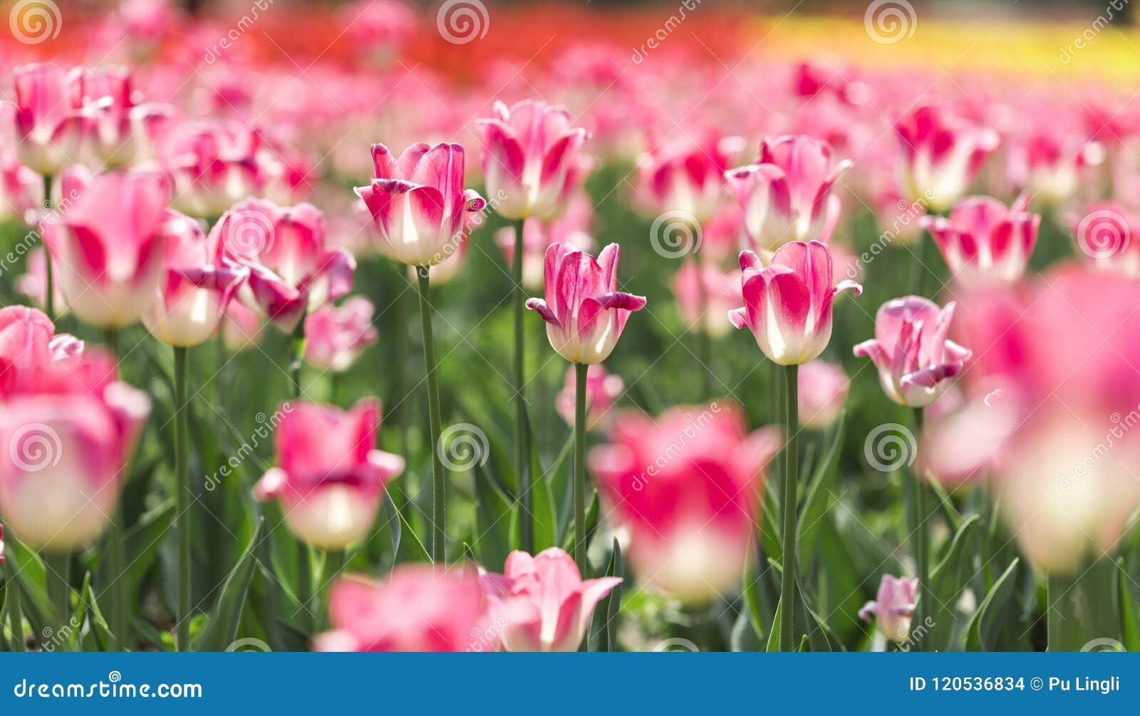 The Beautiful Tulips are in the Sun Stock Photo - Image of outdoor ...