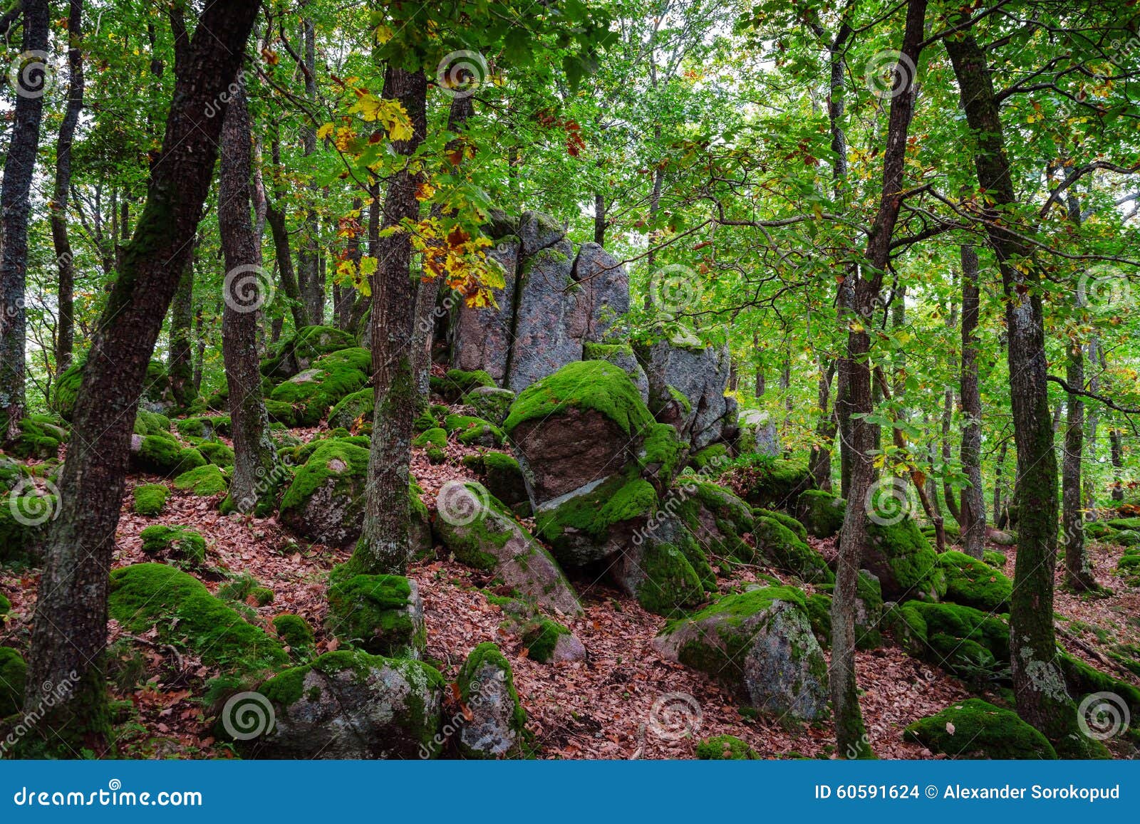 Beautiful Turf Covered Stones with Green Moss in Magic Forest Stock ...