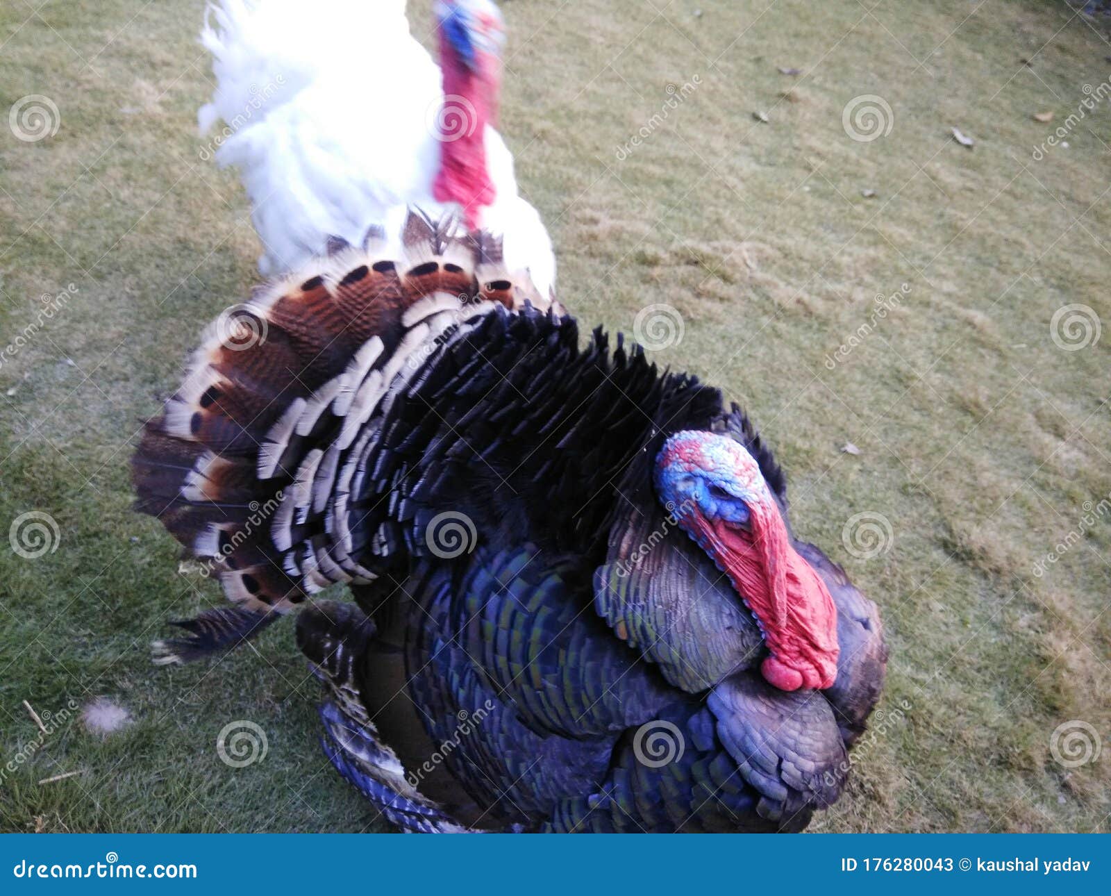 Beautiful turkey bird stock image. Image of bird, turkey - 176280043